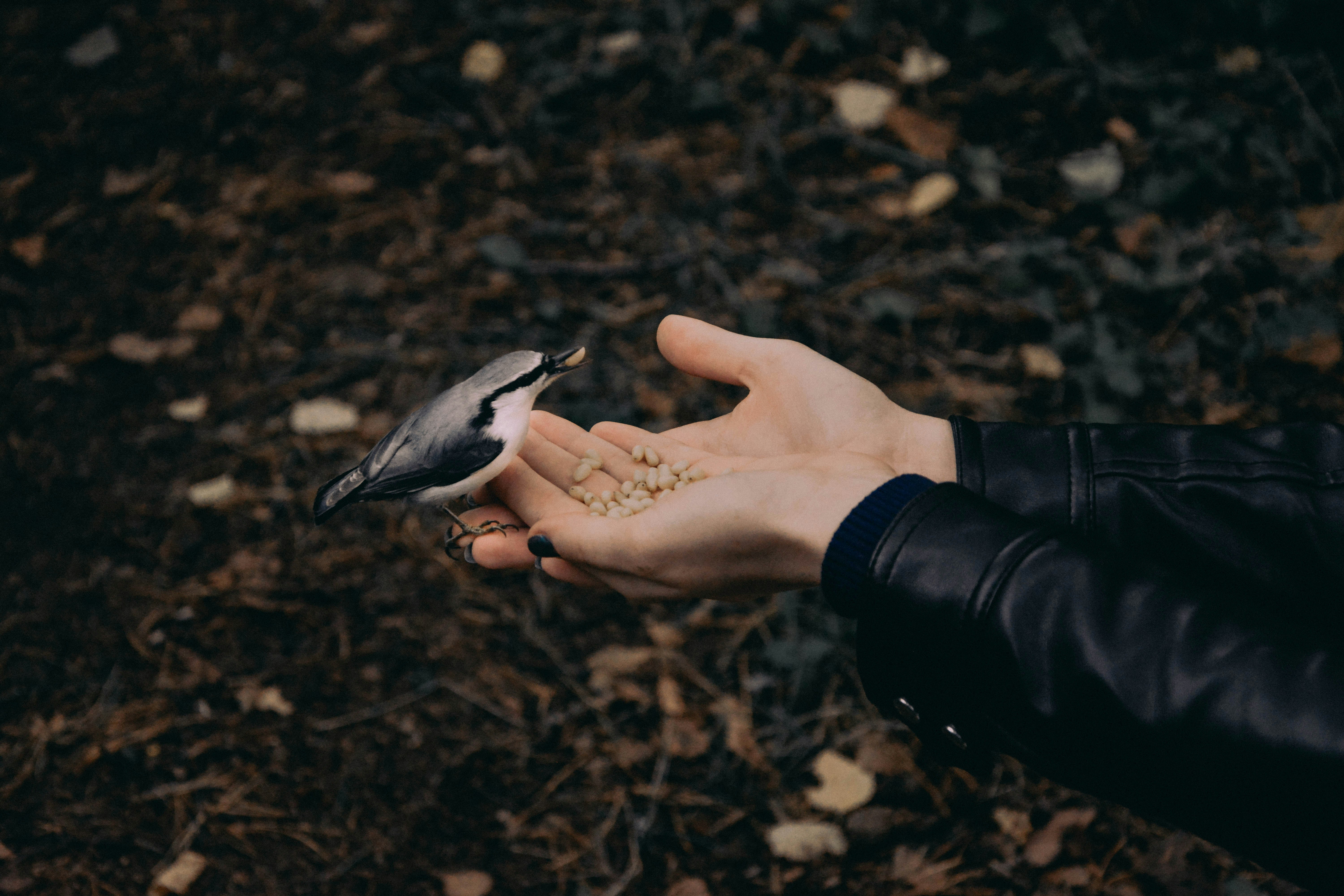 Feathered Exchange: A Sparrow and a Handful of Seeds