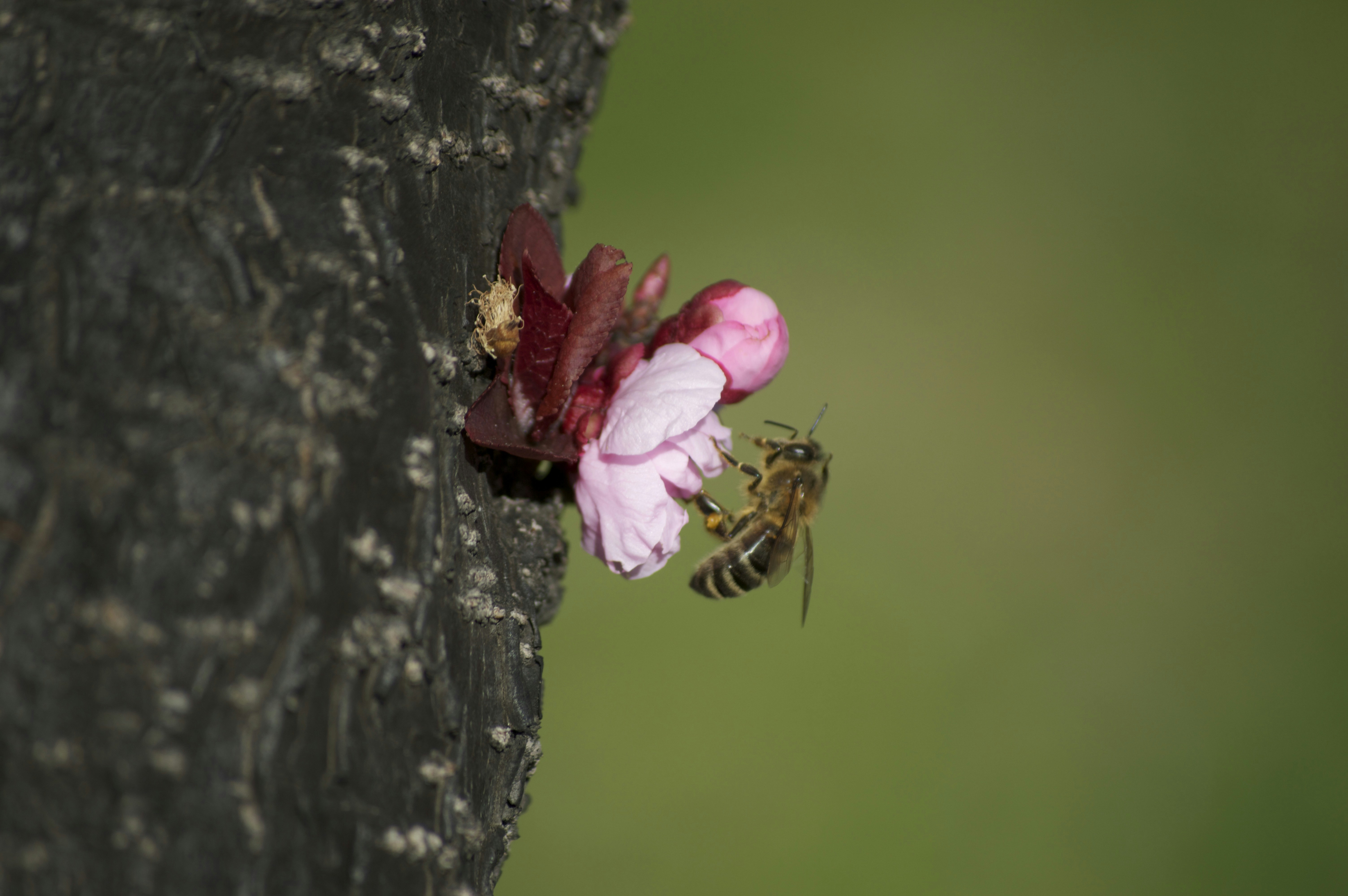 Bee :) 
