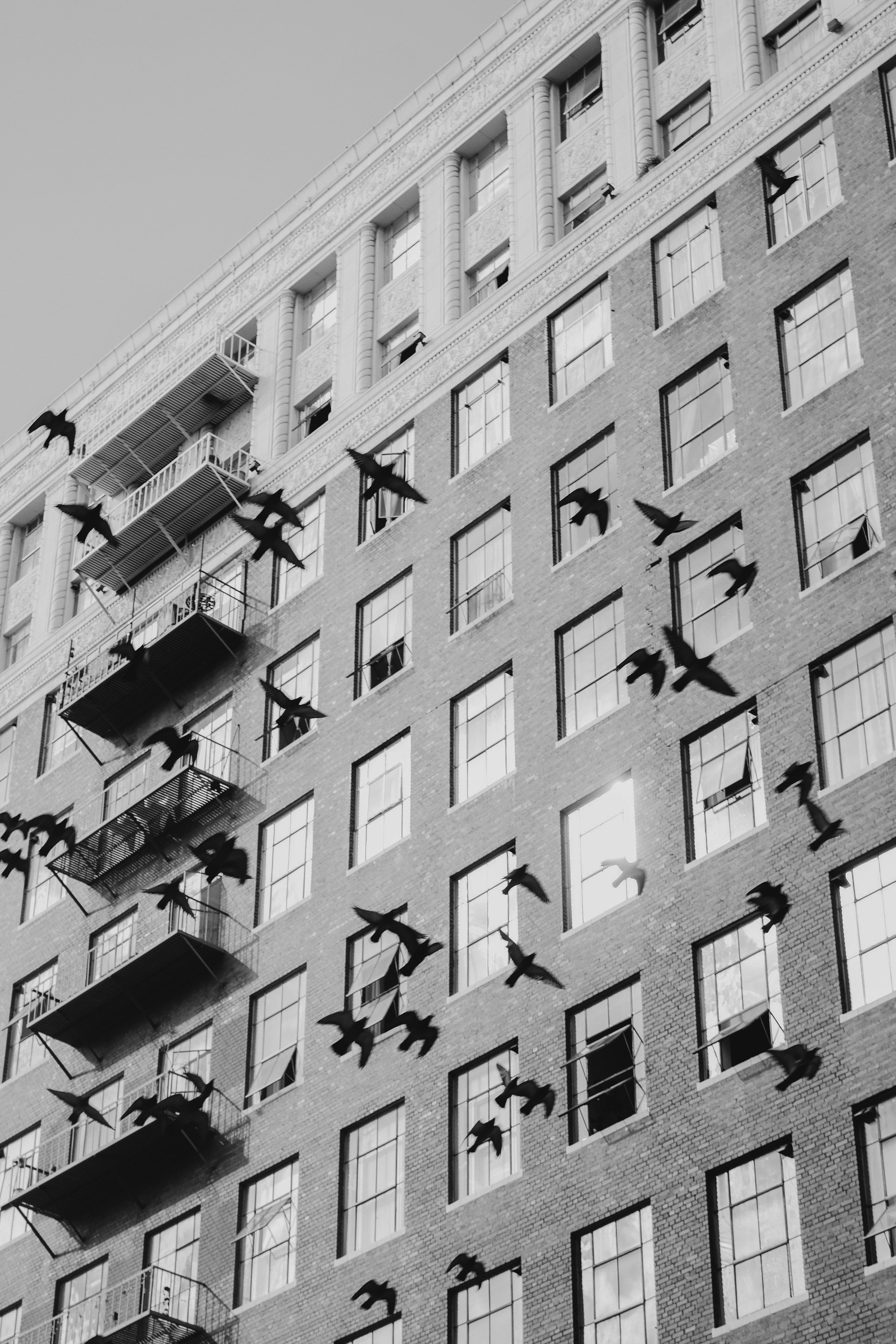 Flight of Shadows over Brick Towers