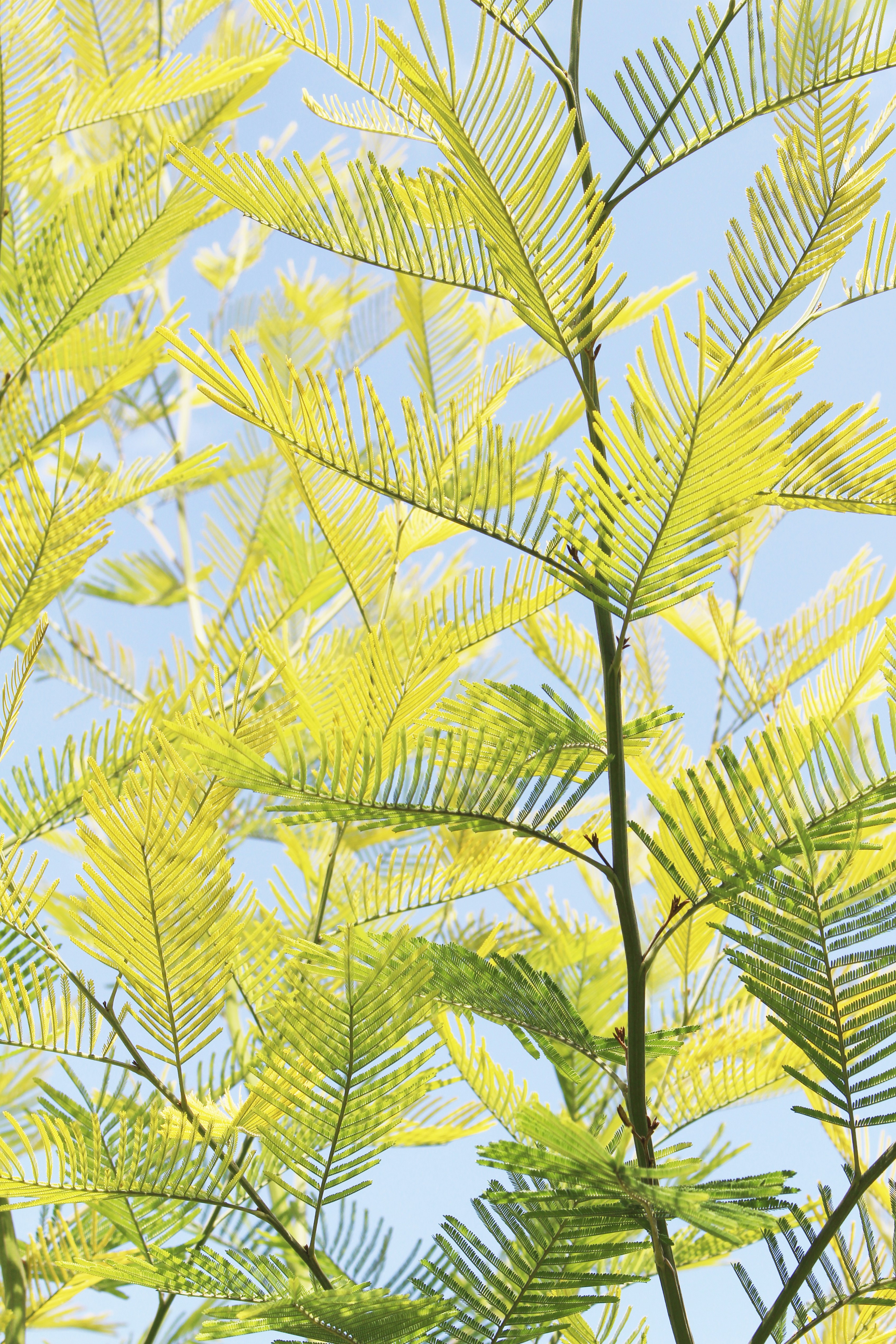 Yellow Green Pictures | Download Free Images on Unsplash