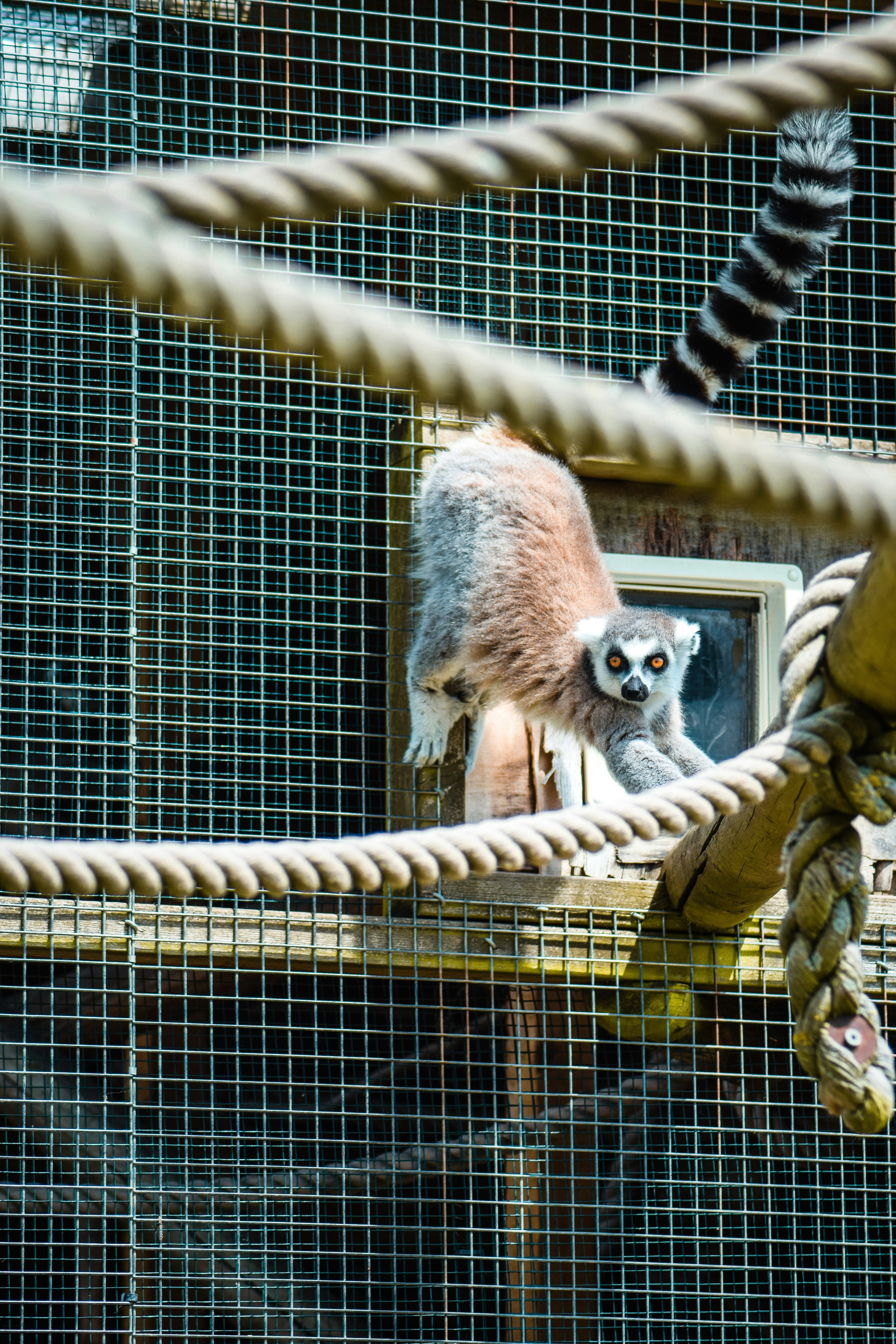 Ring-tailed Lemur Perches Along a Rope Corridor in a Grid-Enclosed Exhibit