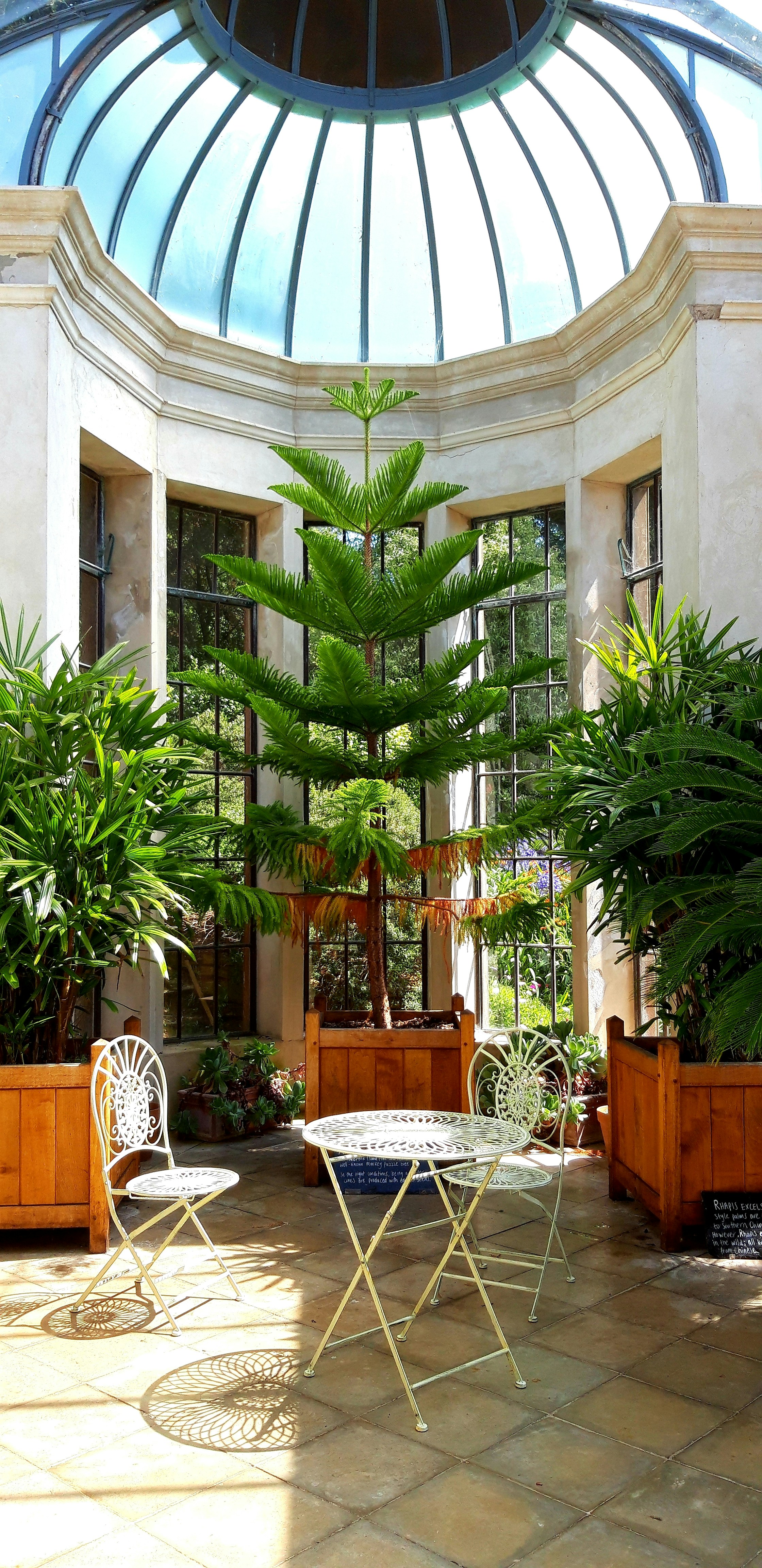A tranquil indoor garden featuring a central tree surrounded by lush greenery and vintage seating. Sunlight filters through the glass dome above.
