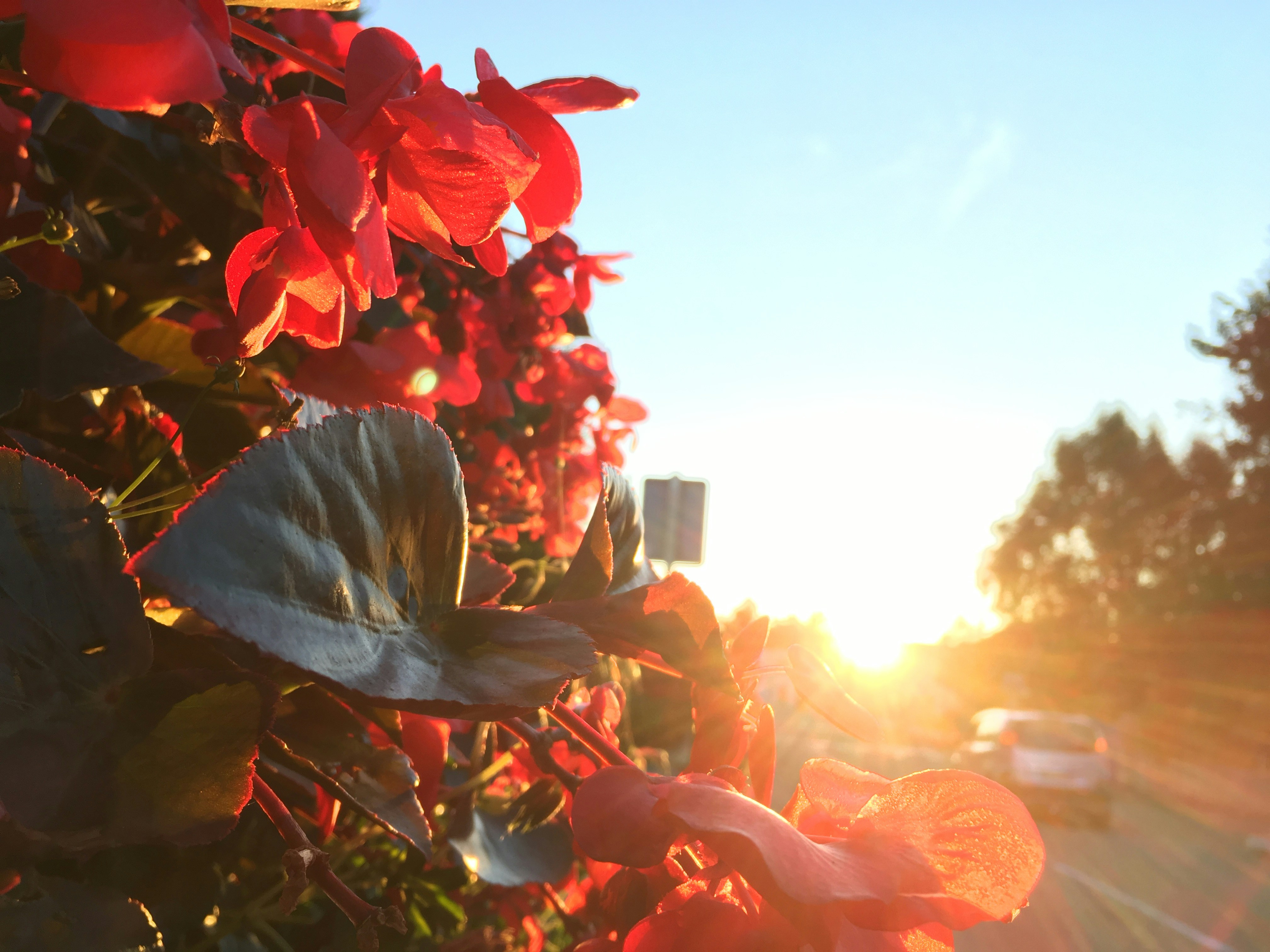 Sunlit Petals and Urban Glare