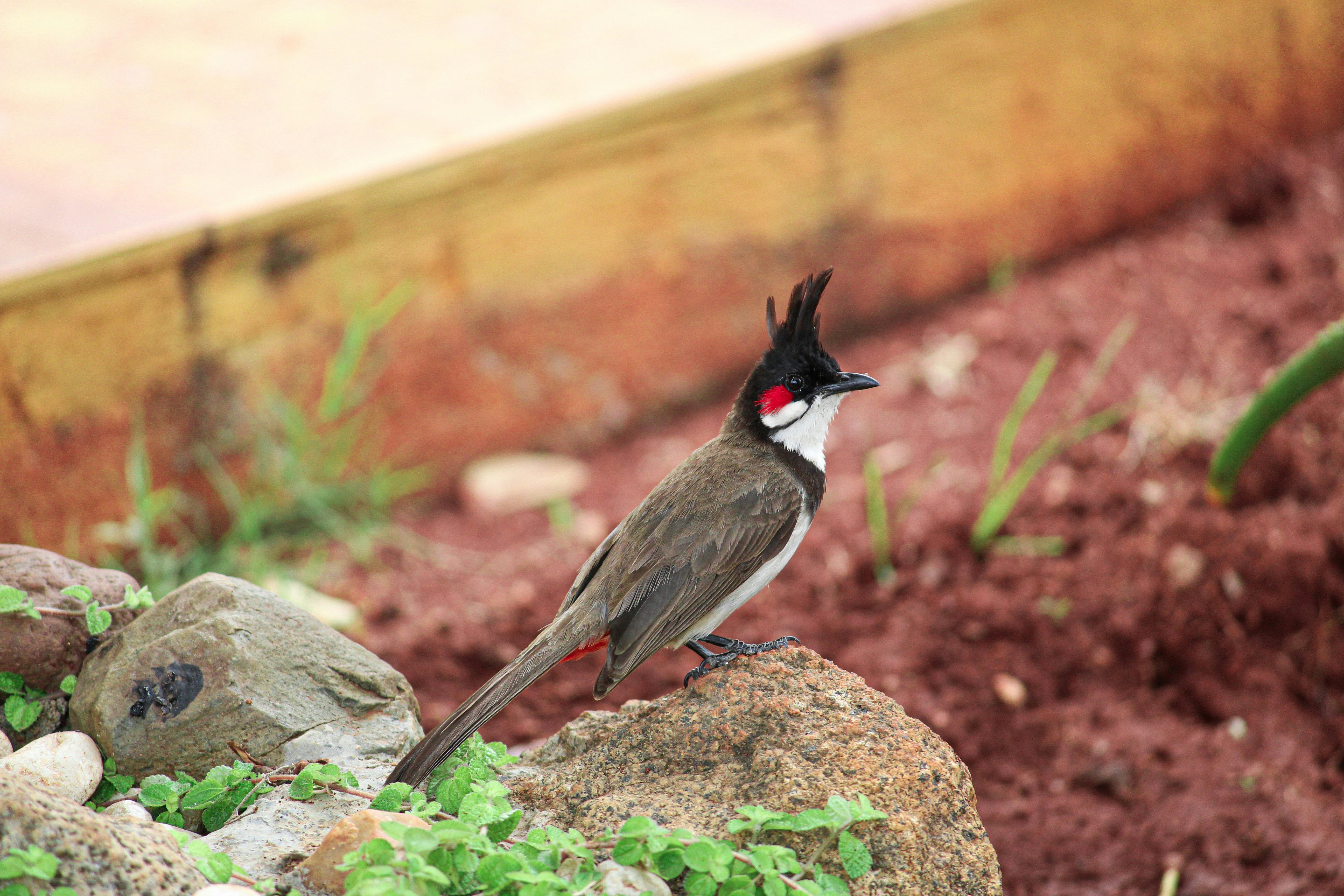 Brown, white, and red bird on rock boulder photo – Free Yelagiri Image ...