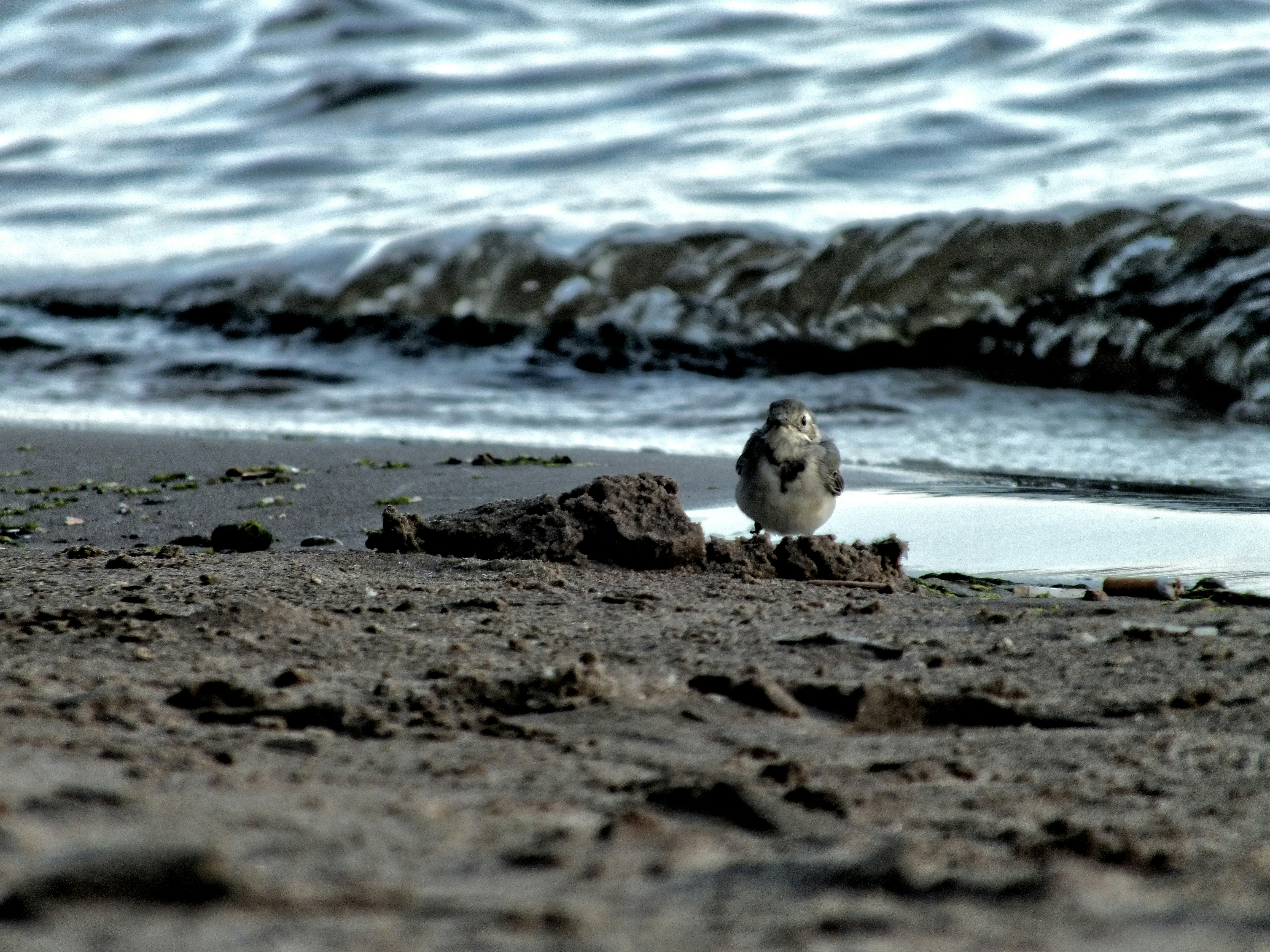 A lone shorebird perches on wet sand at the water's edge, with foamy waves forming a dark backdrop. The calm scene highlights the bird against the rolling surf.