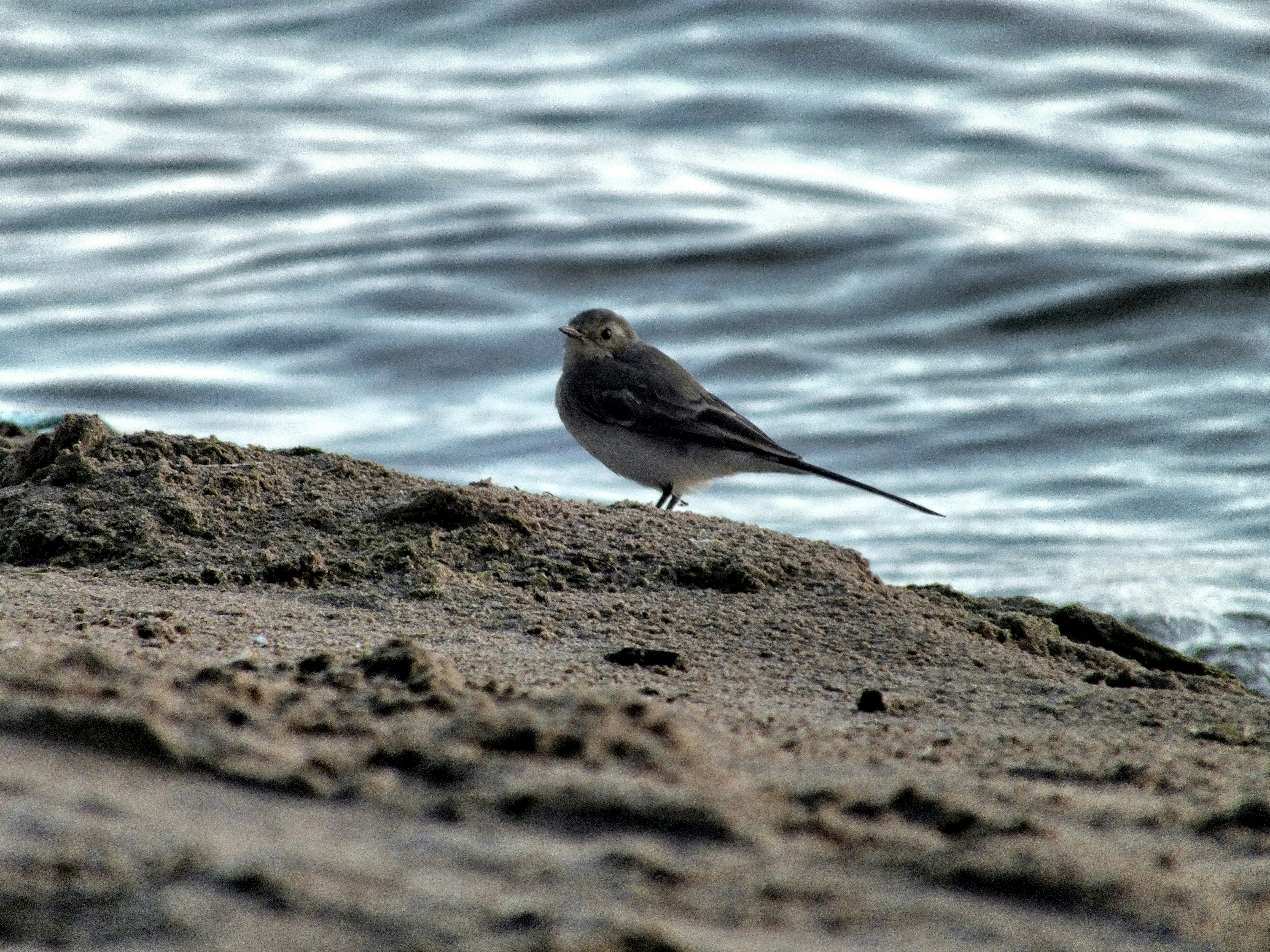 A lone shorebird stands on rough, sunlit rocks with calm waves in the background. The scene captures a quiet moment of shoreline foraging.