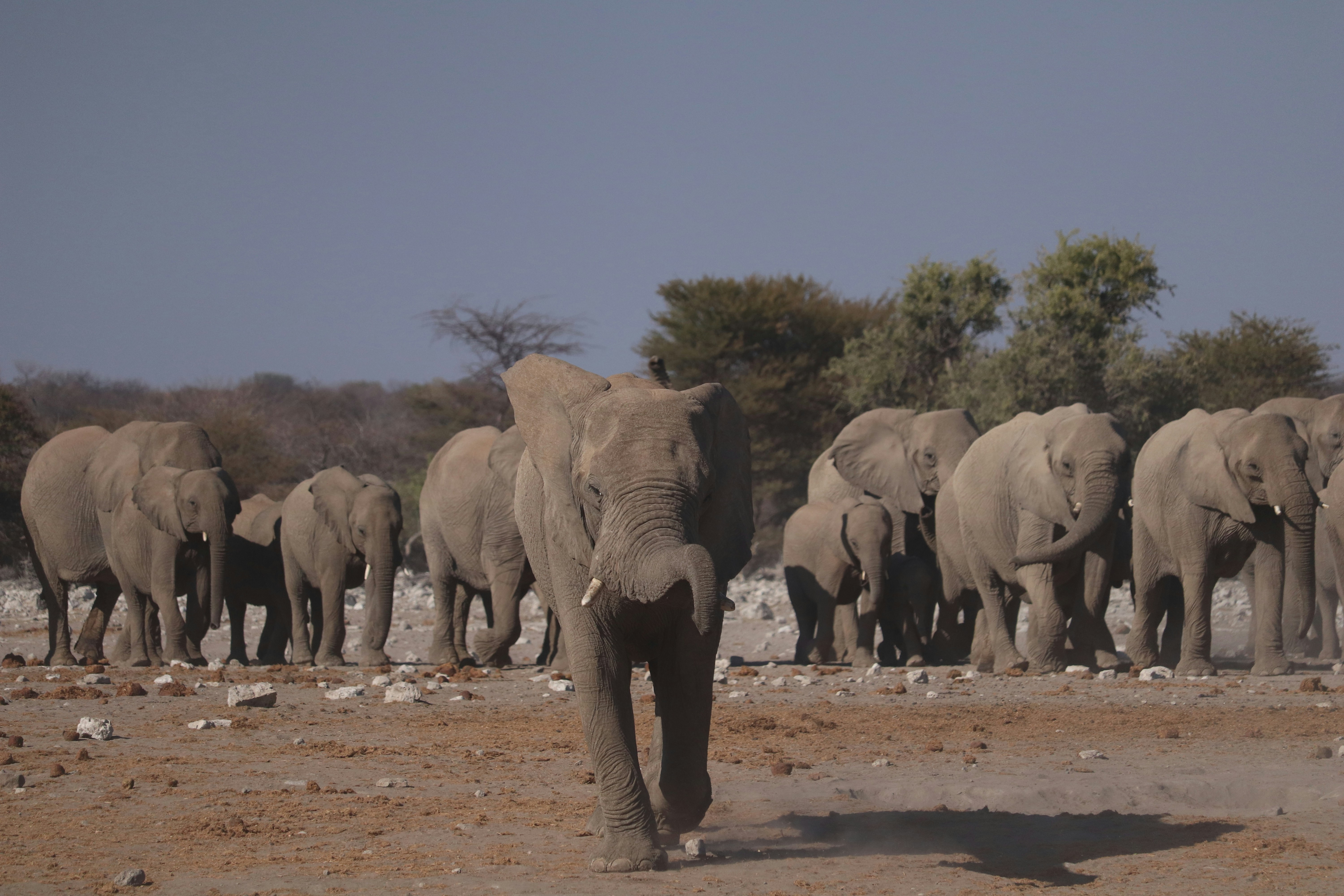 A herd of elephants traversing a dry landscape, with one leading the way in the foreground. Dust rises as they move together in harmony.