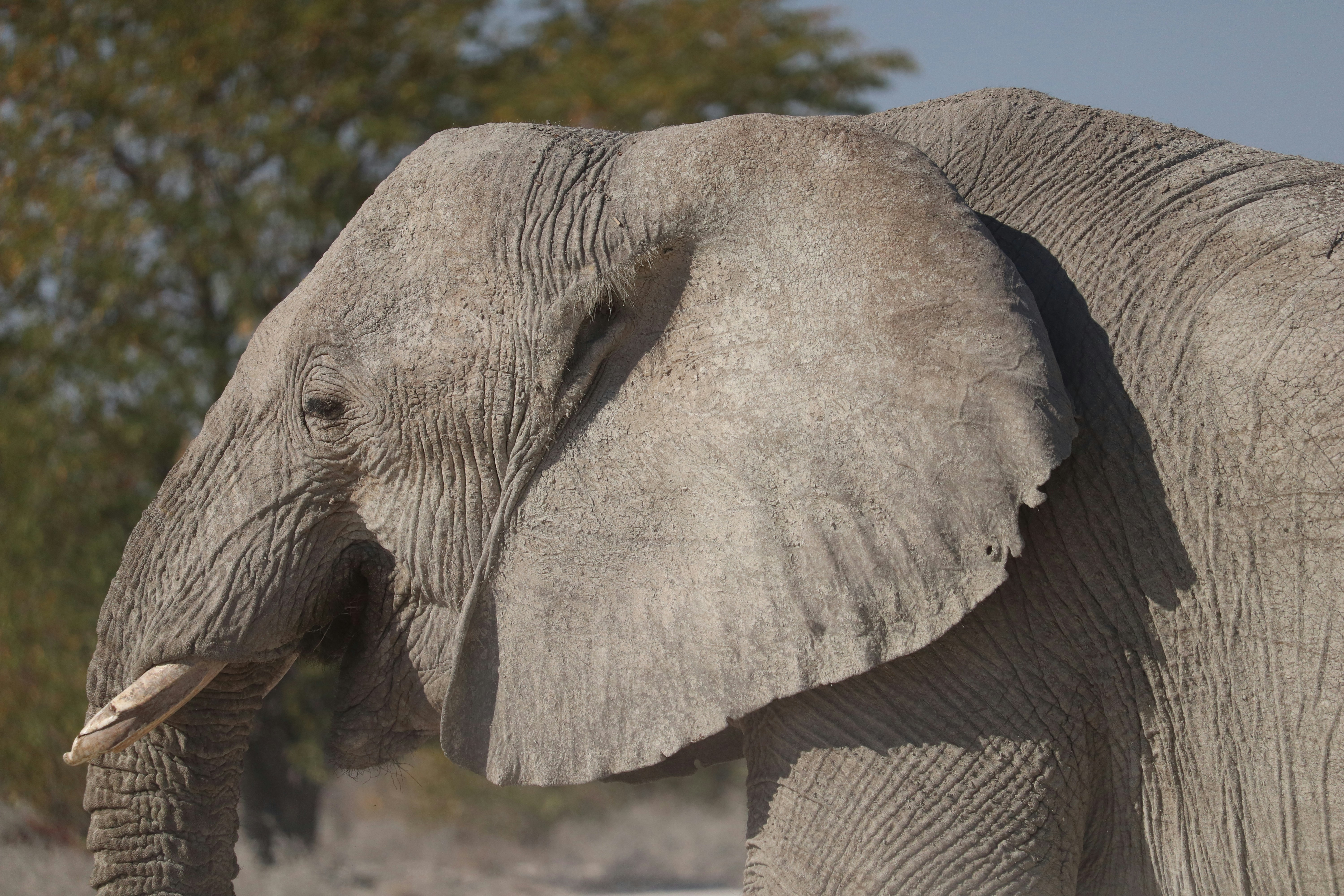Close-up of an elephant showcasing its textured skin and large ears, highlighting its natural grandeur. The backdrop features hints of greenery.