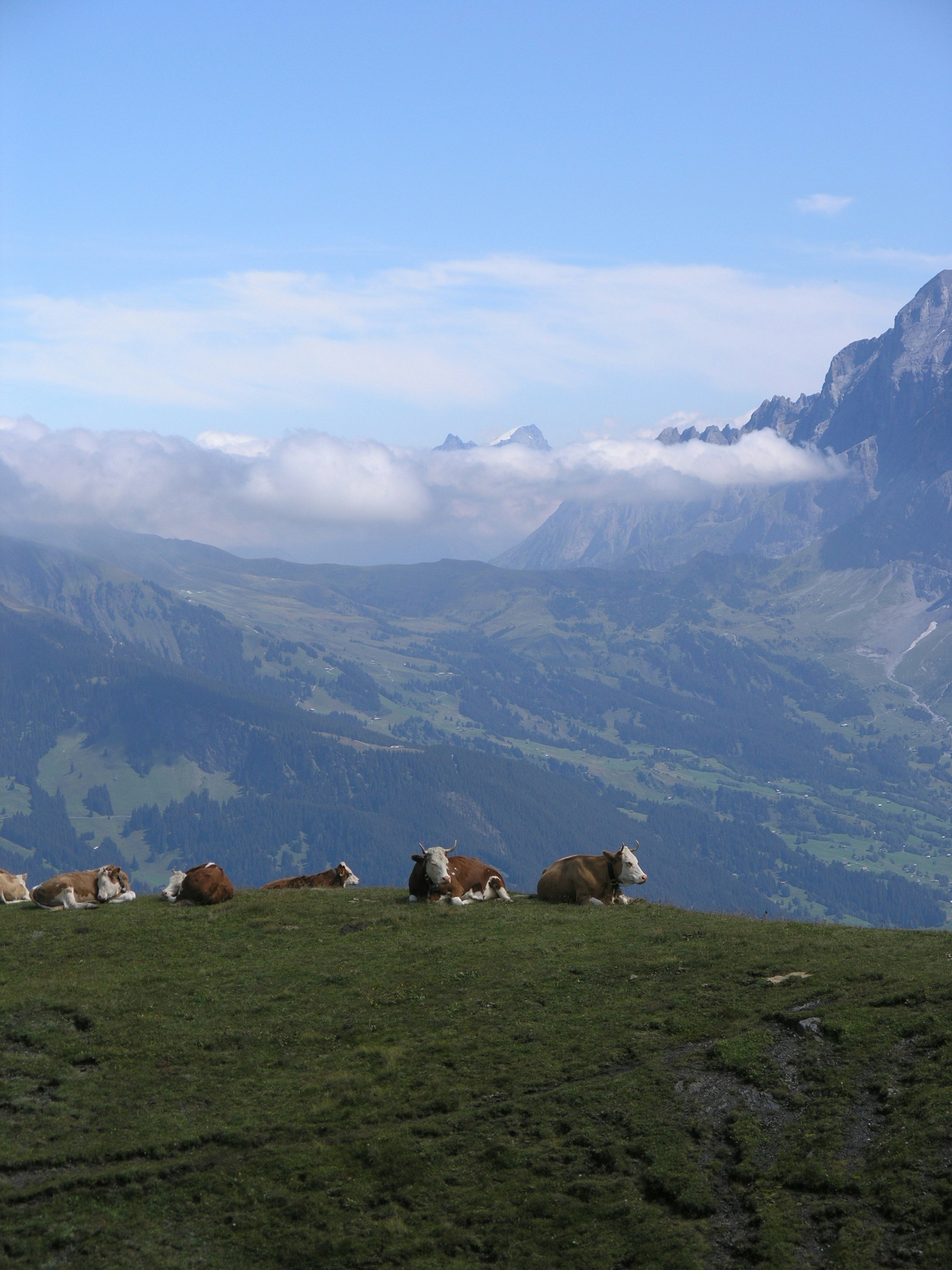 Cows resting on a lush green hillside with majestic mountains and clouds in the background.