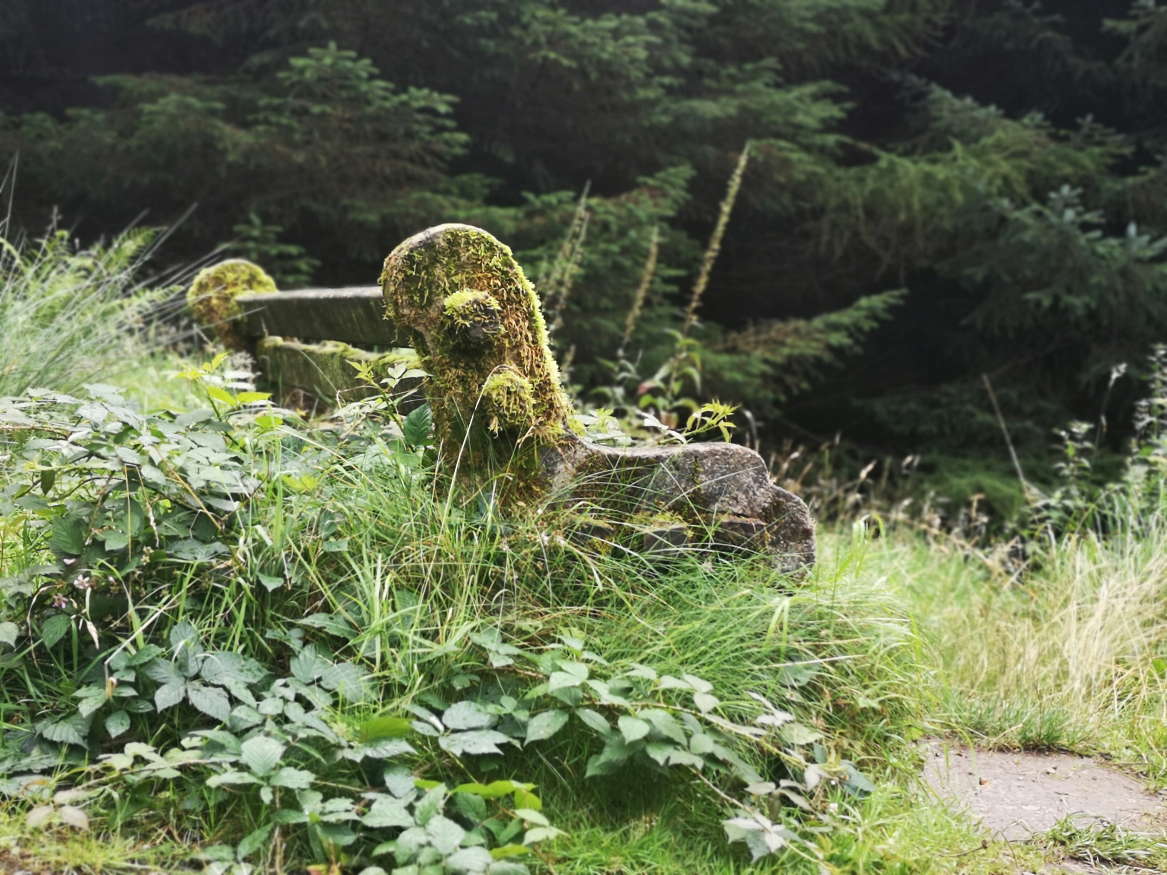 Brown sled on grass photo – Free Green Image on Unsplash