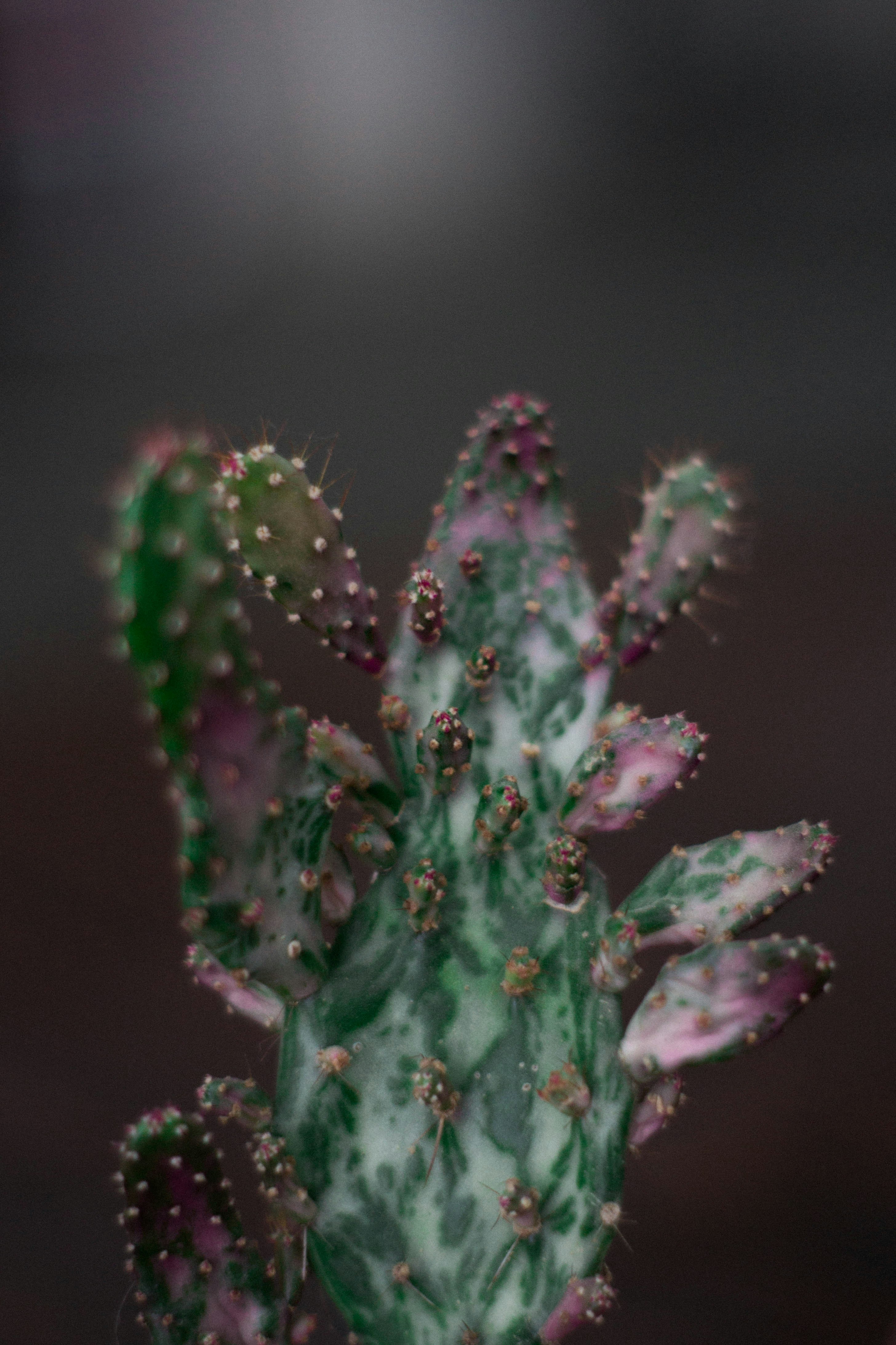 Variegated Cactus Macro: pink-tipped spines in quiet focus