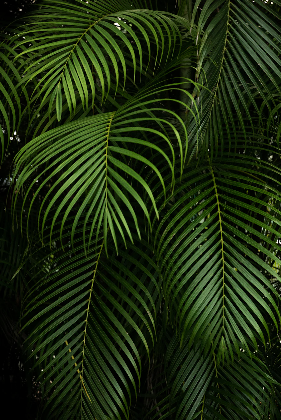 Dense overlapping palm fronds fill the frame with deep green tones and dark shadowed gaps. The leaves curve diagonally, creating a lush tropical texture.