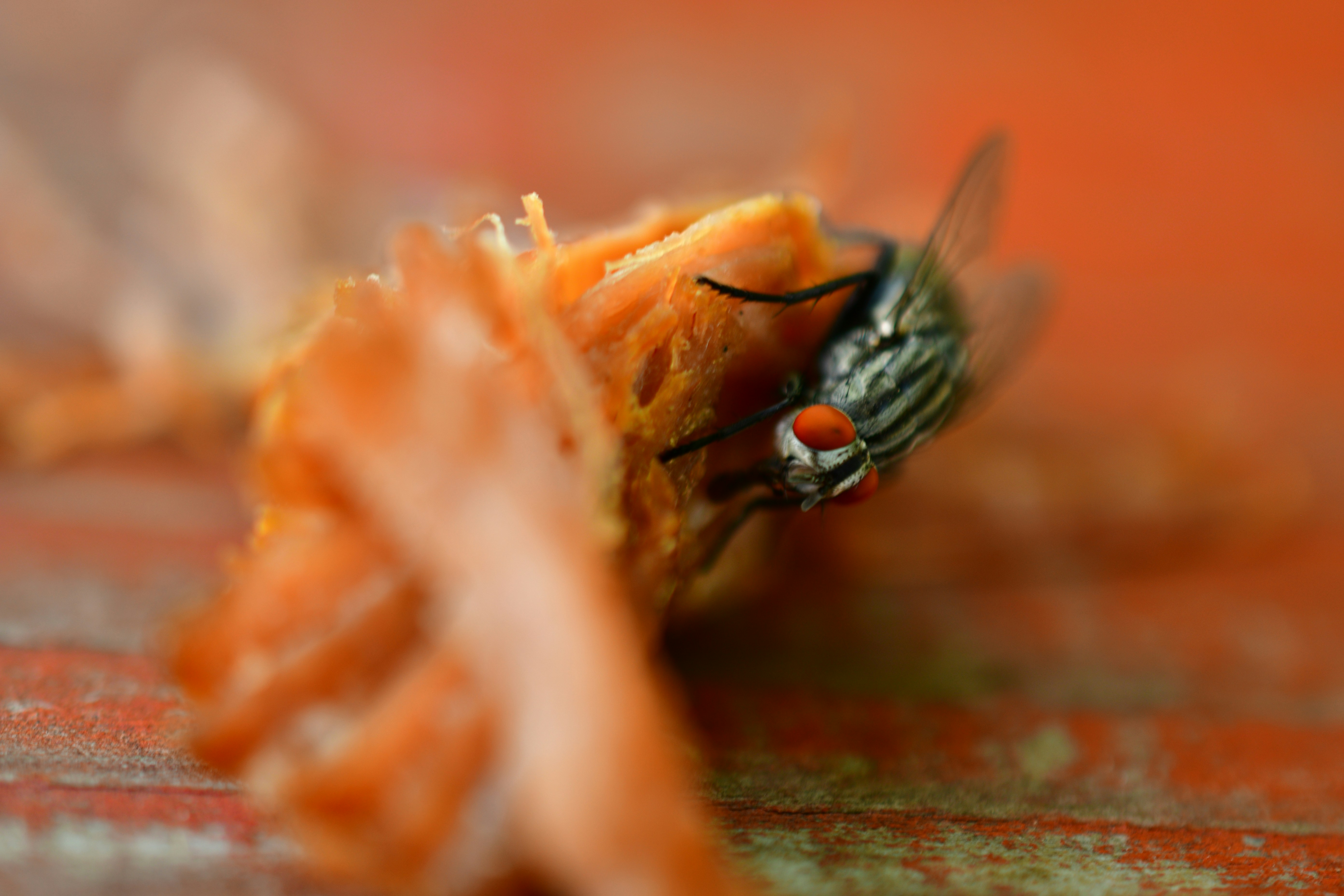 Foto Fotografía de enfoque selectivo de mosca doméstica común – Imagen ...
