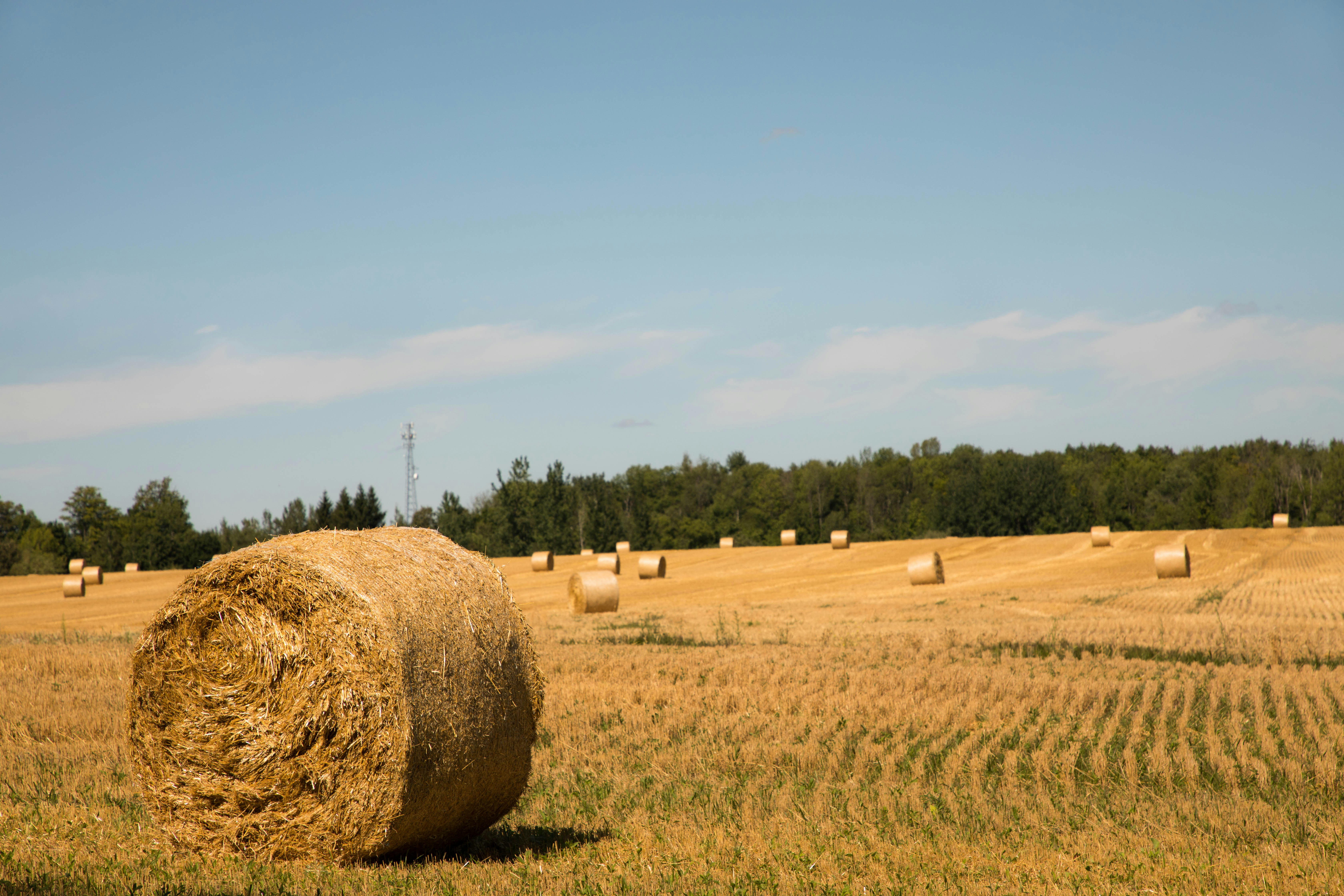 Farm Life Pictures | Download Free Images on Unsplash