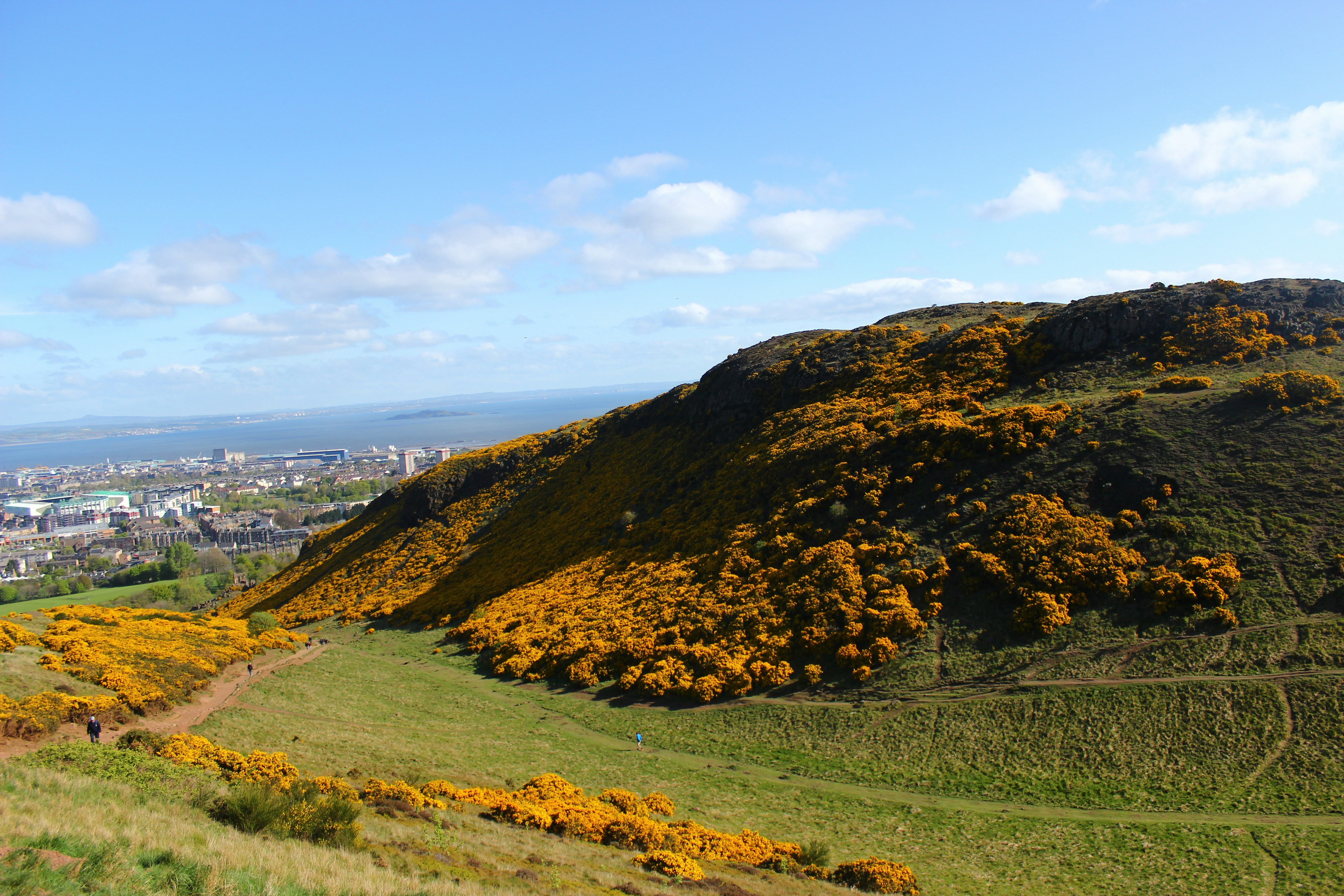 Rolling hills with vibrant yellow gorse flowers under a clear blue sky.