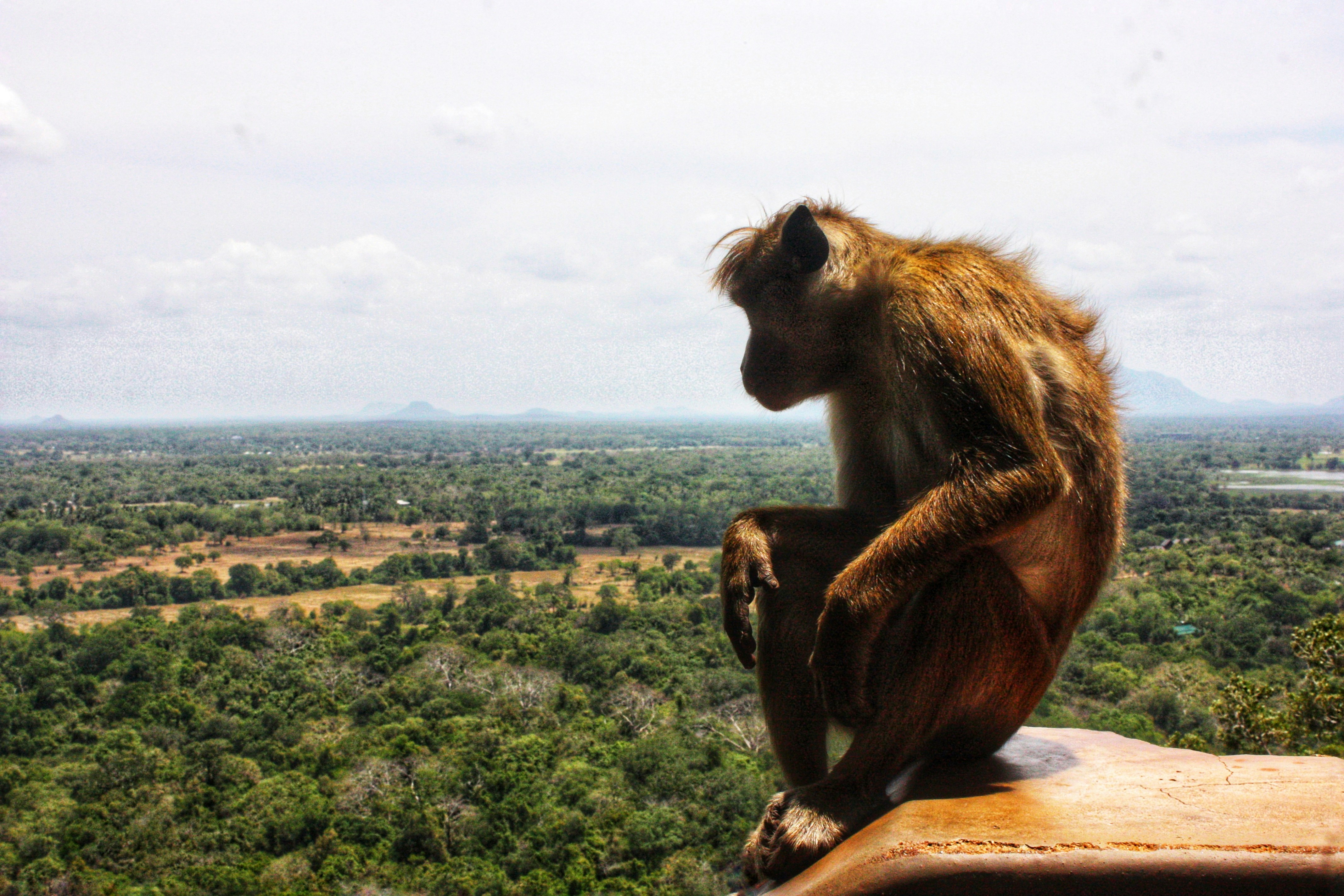 Contemplative Moments: A Monkey's Gaze Over the Landscape
