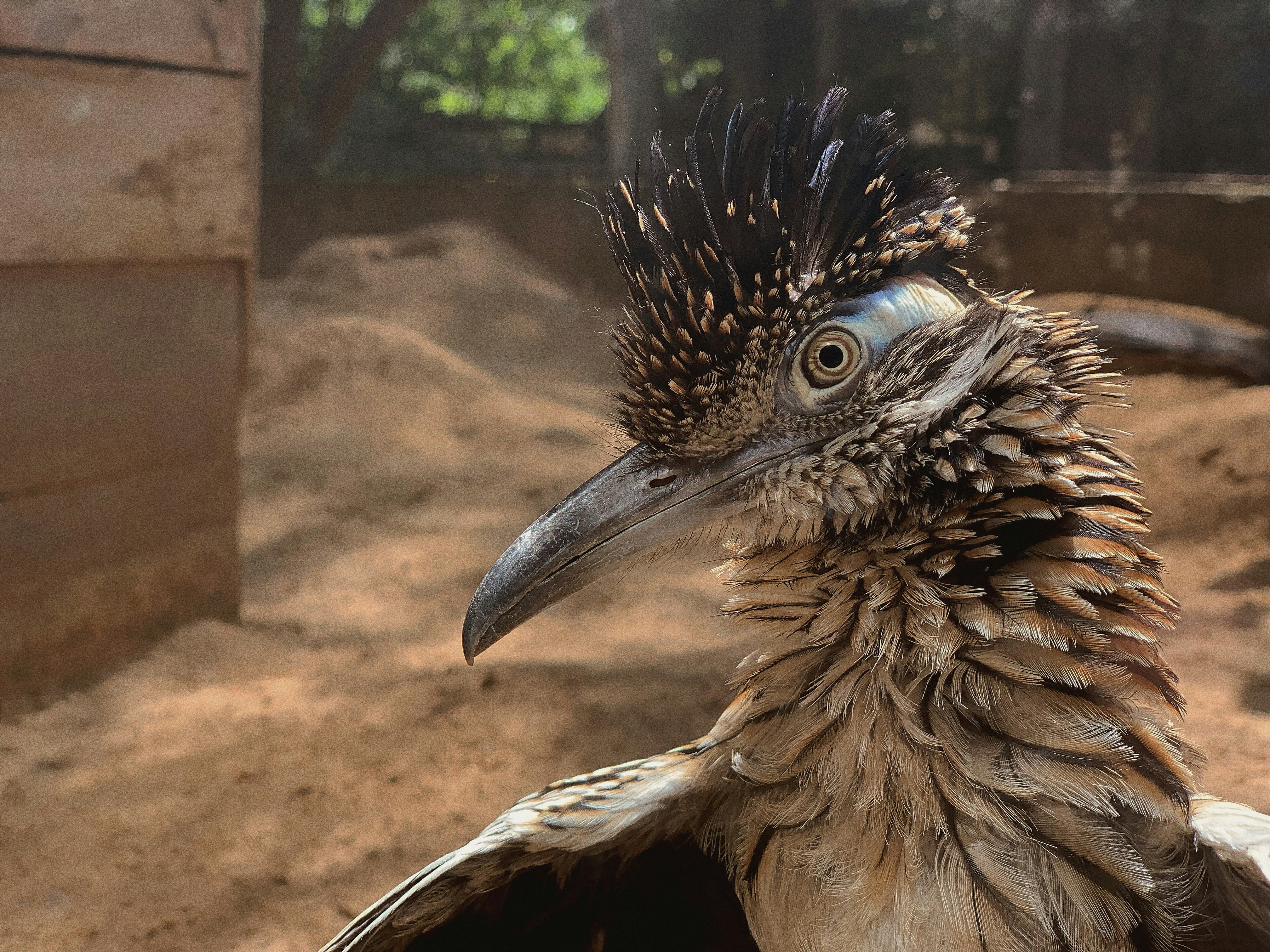 Spiky Crown, Blue-Masked Gaze: Close-Up of a Curious Zoo Bird
