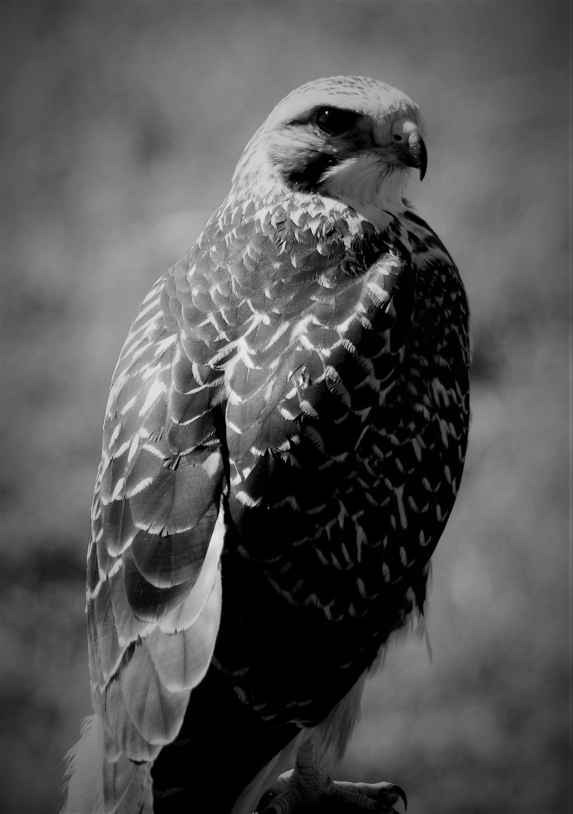 Black Hawk Pictures | Download Free Images on Unsplash