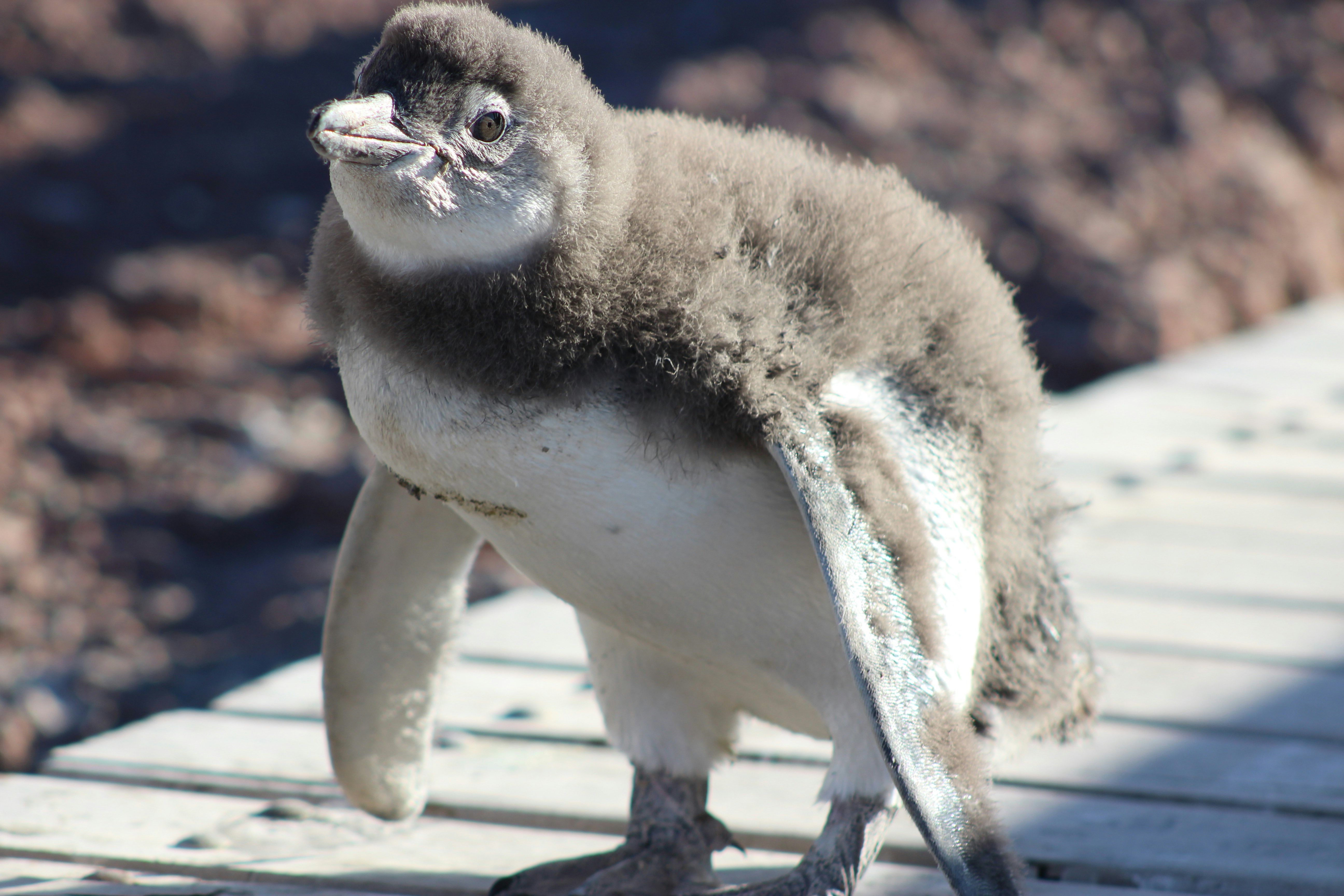 A fluffy penguin chick waddling along a wooden walkway, showcasing its curious nature and distinct features. The soft feathers contrast with the textured surface beneath.