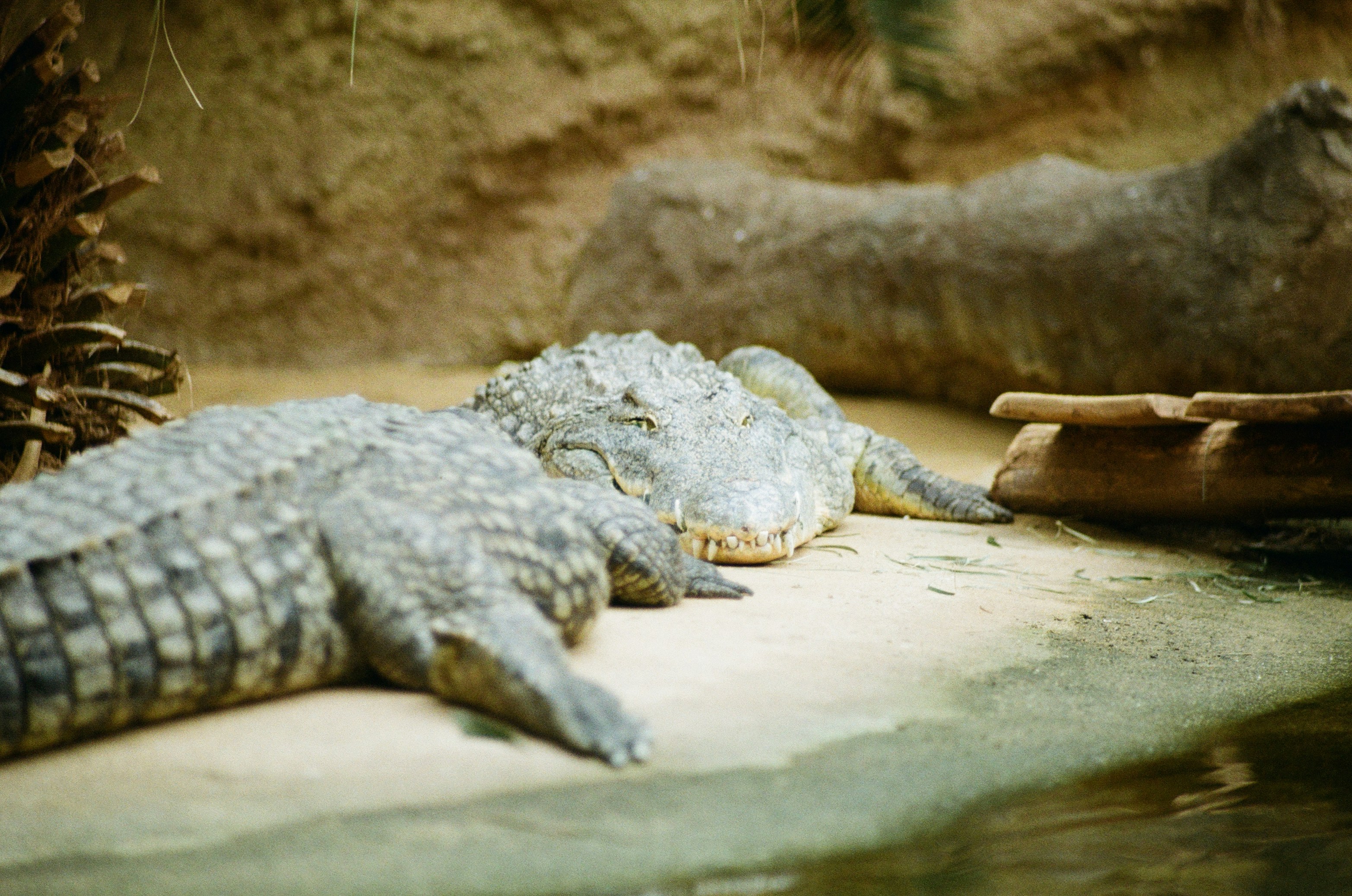 Two crocodiles lounge along a sunlit bank beside a calm pool, their textured scales and resting posture conveying tranquil wildlife behavior.