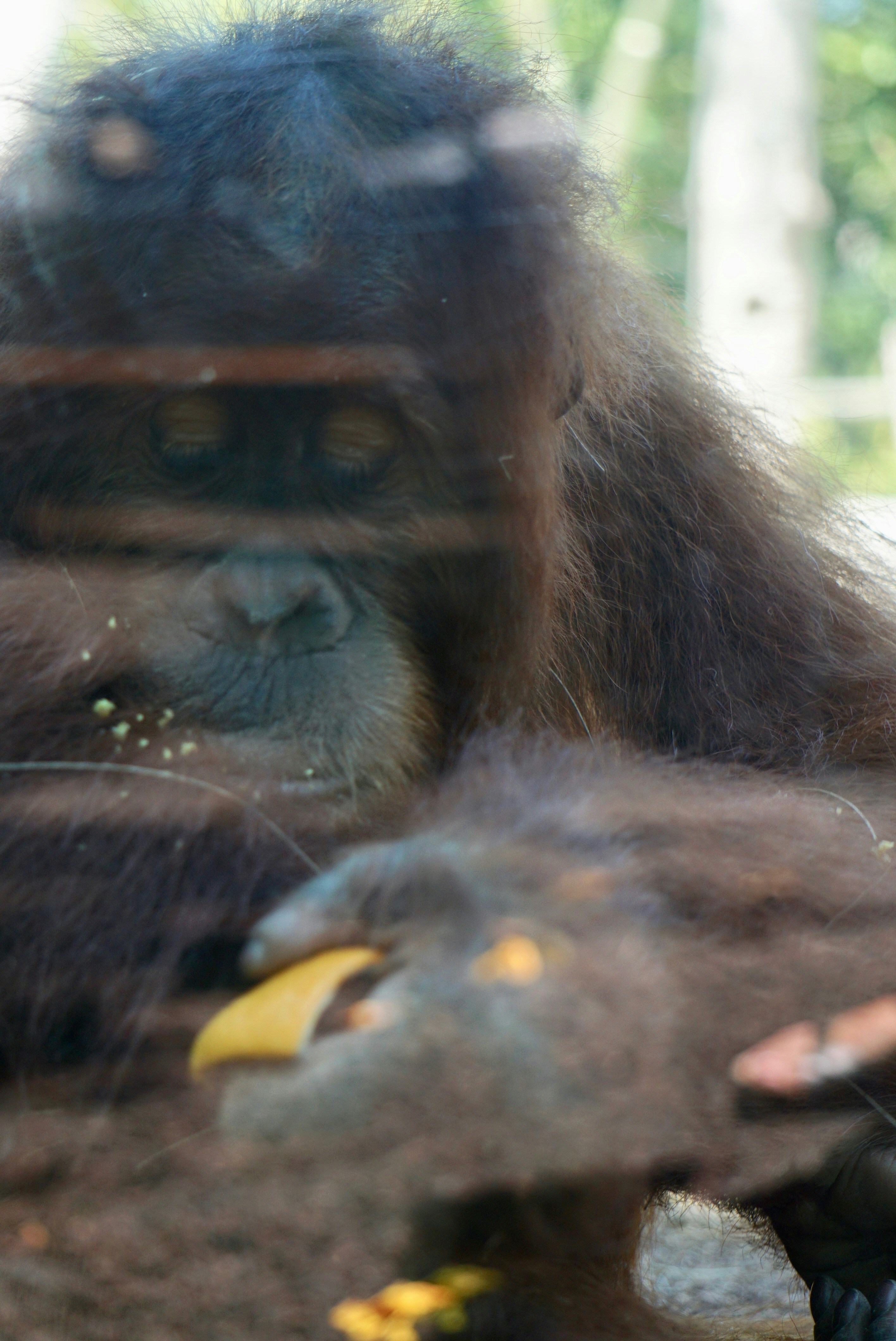 Glimpse Through Glass: An Orangutan's Quiet Gaze