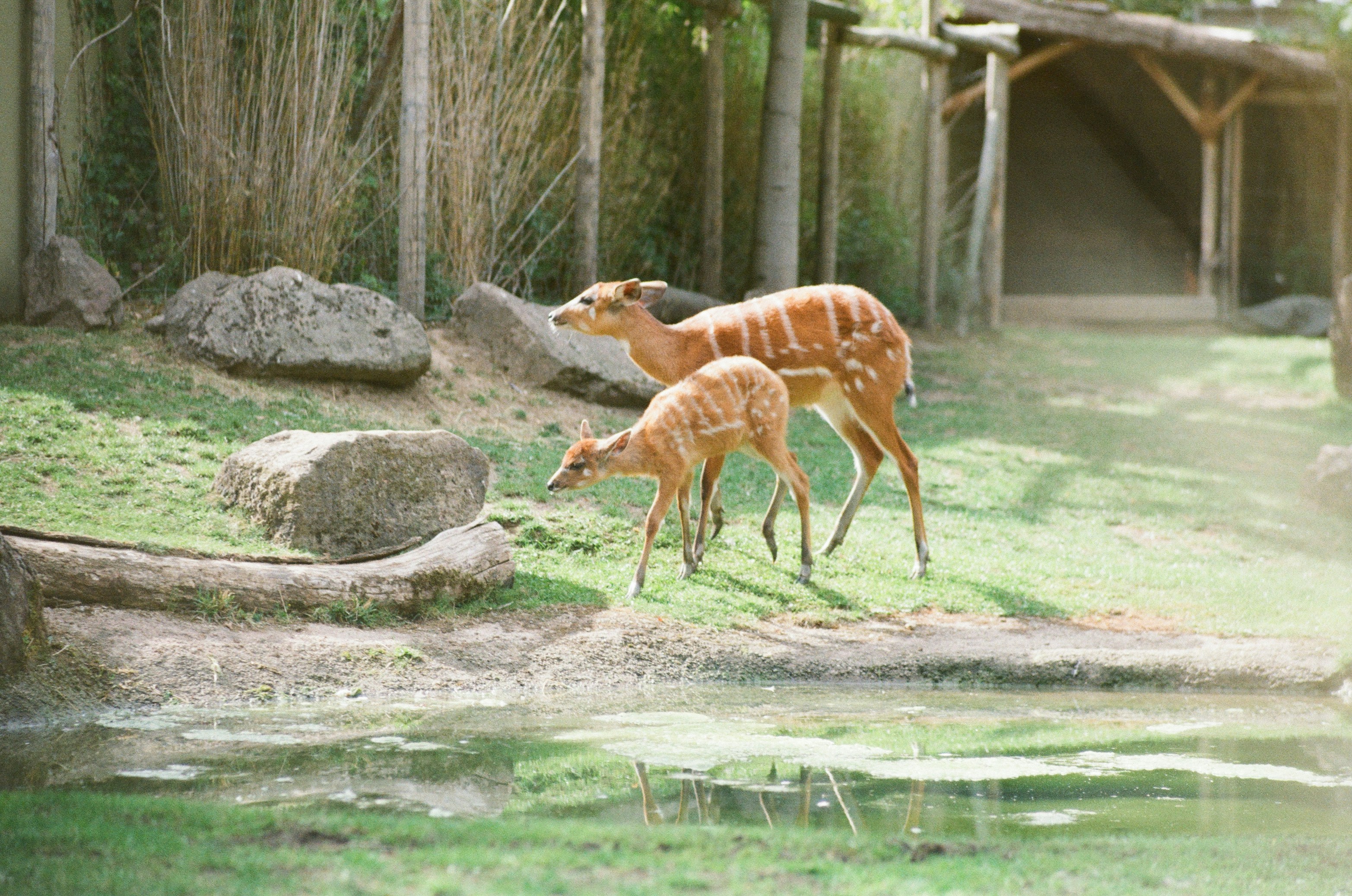 Pair of deer—an adult and a fawn—graze along a grassy bank beside a calm pond. The backdrop features rocks, a wooden shelter, and a shaded enclosure.