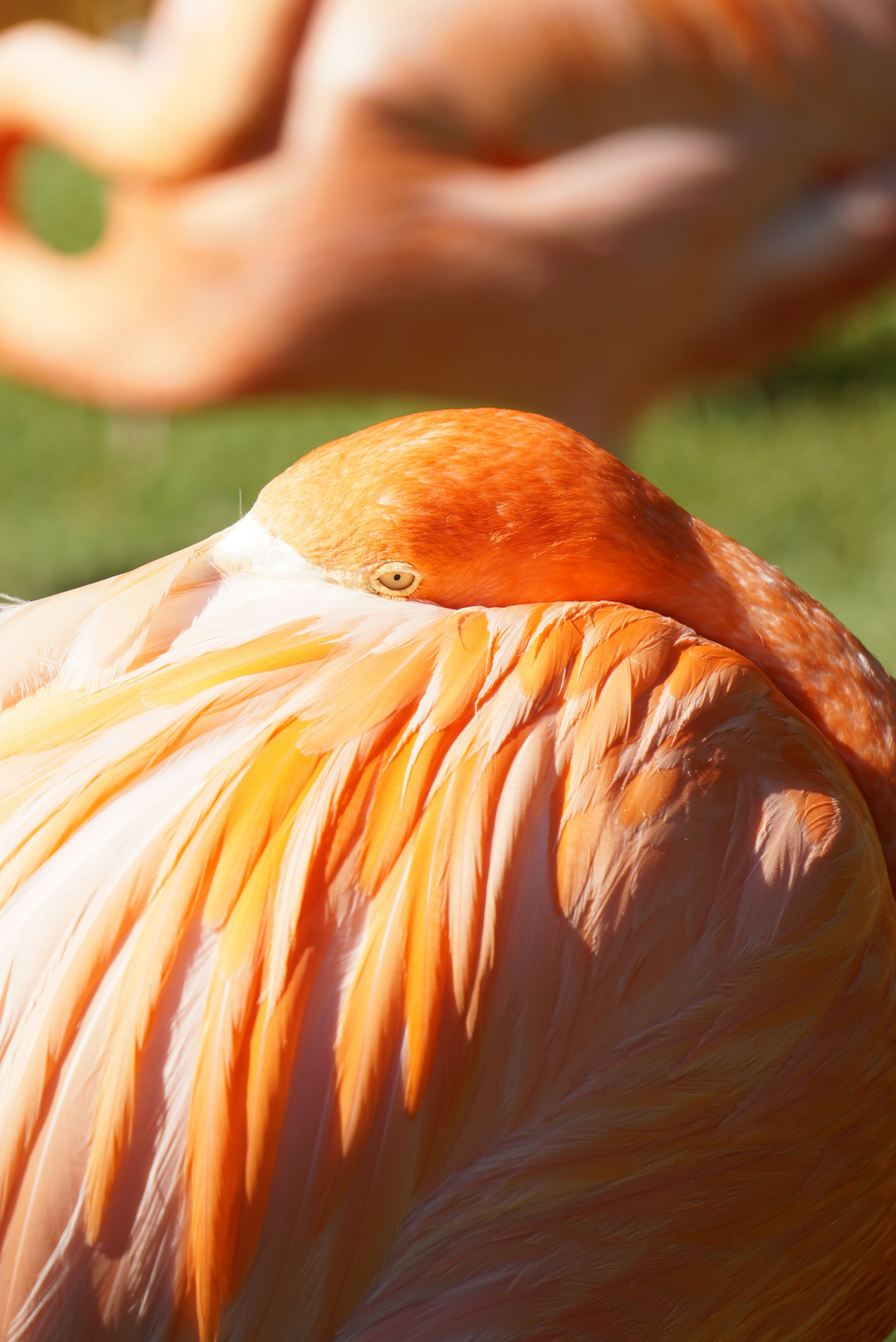 a close up of a flamingo's head and neck