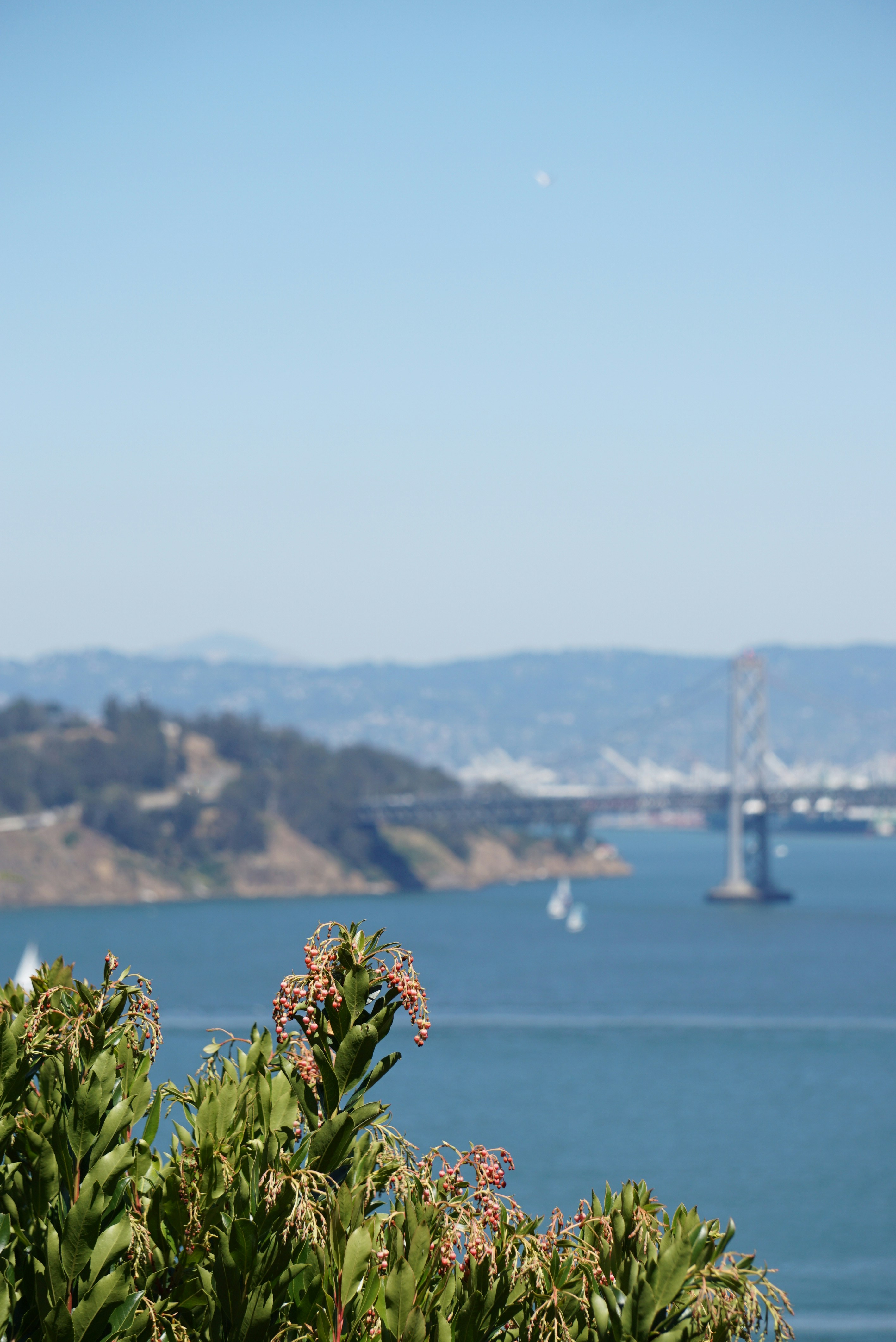 Bridging Nature and Urban Life