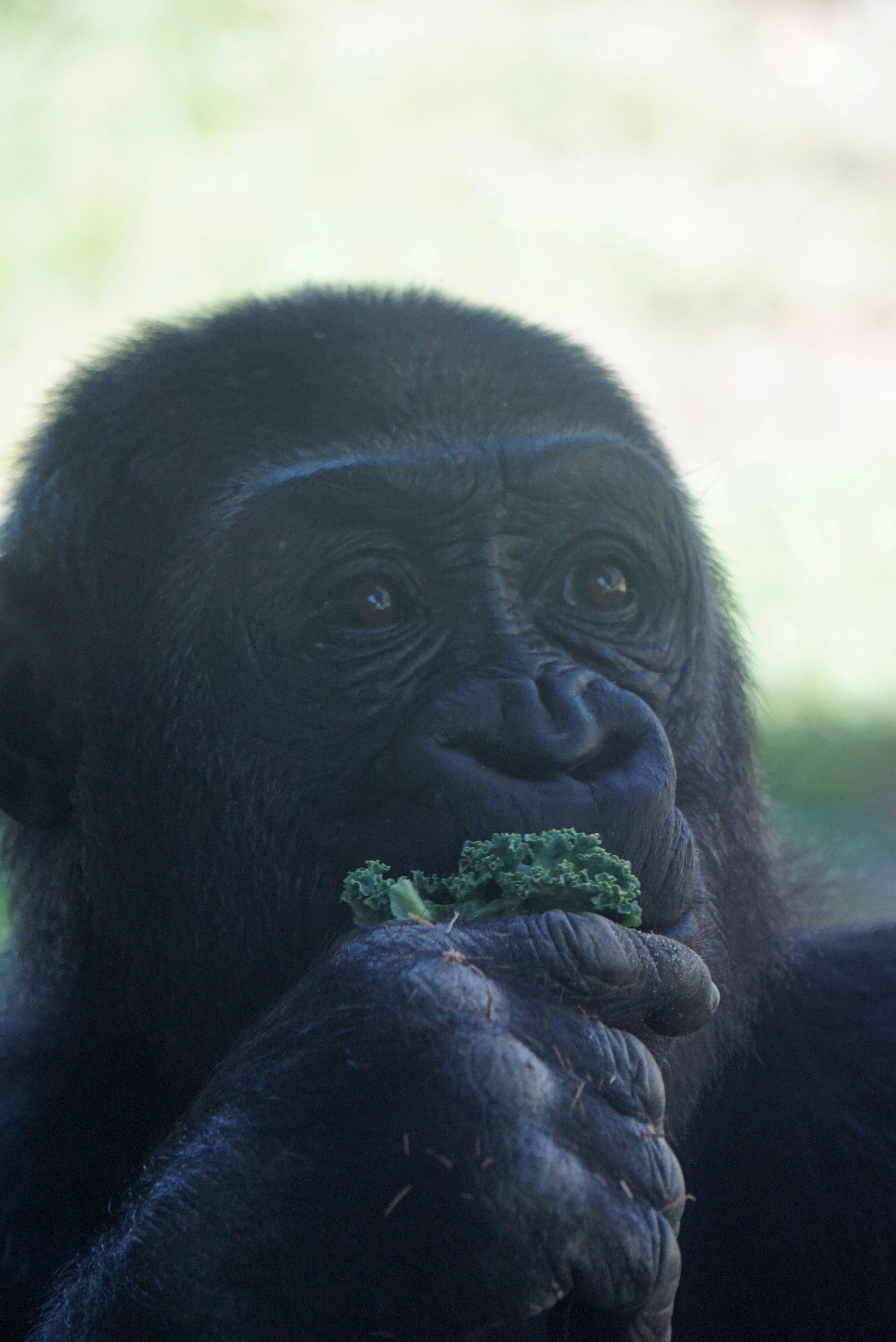 450+ Ape Pictures | Download Free Images on Unsplash