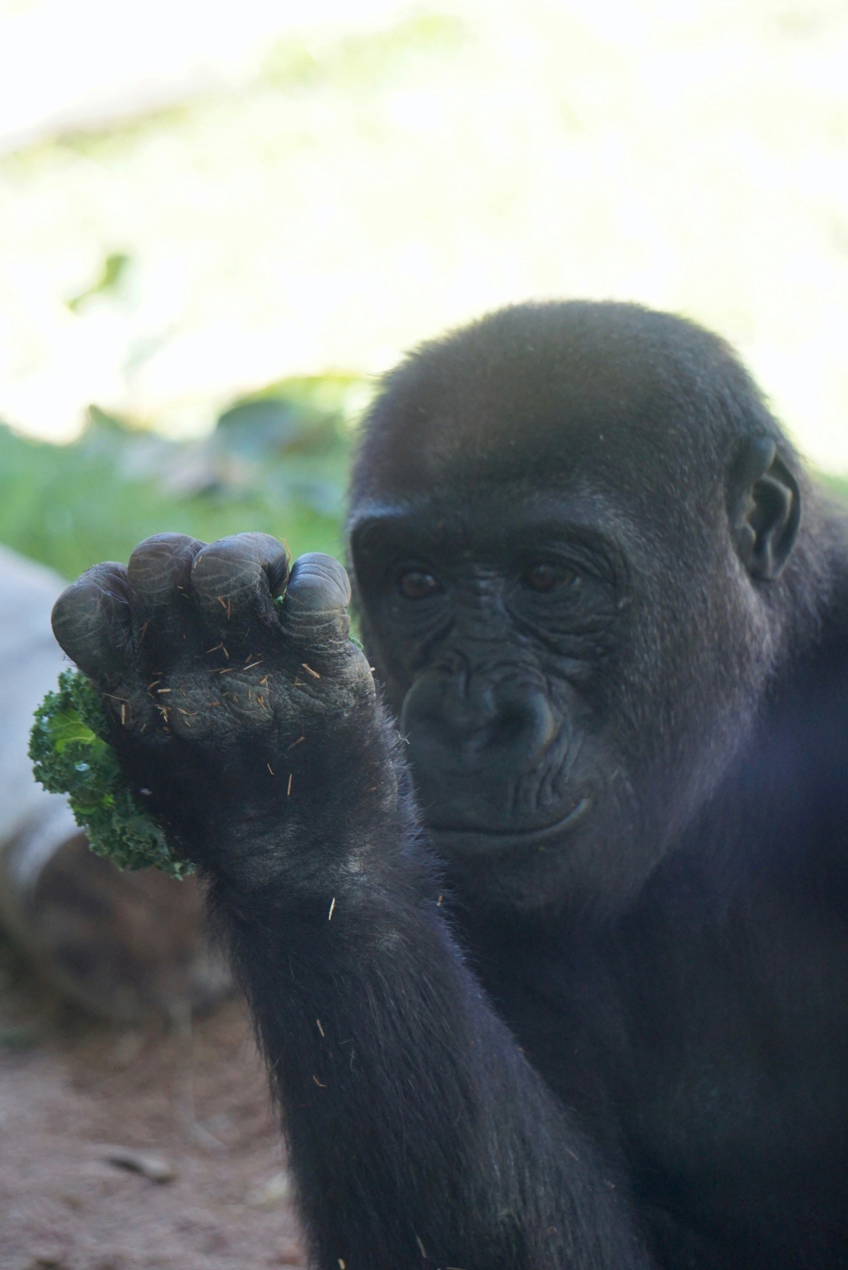 450+ Ape Pictures | Download Free Images on Unsplash