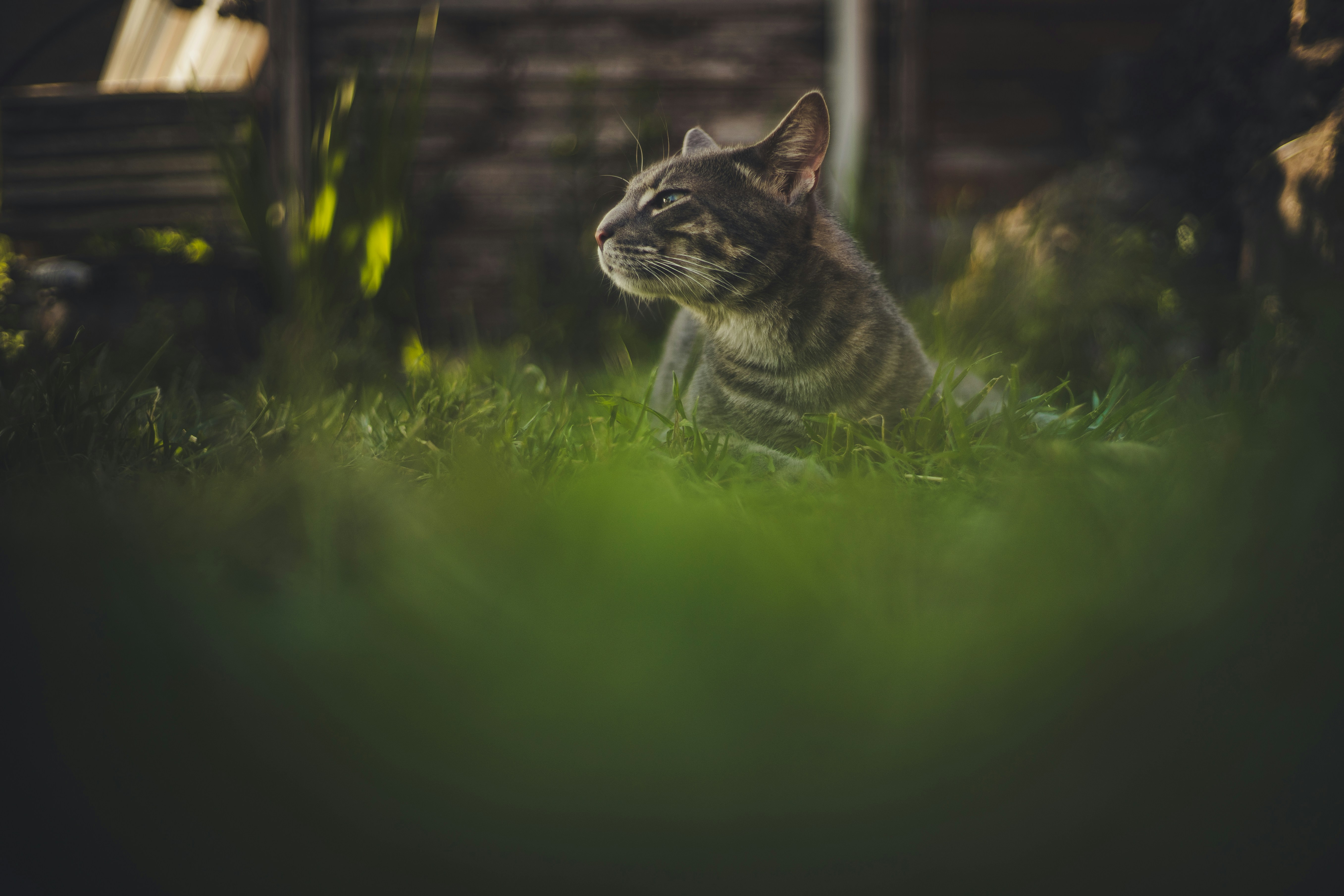 Cat Green Pictures | Download Free Images on Unsplash