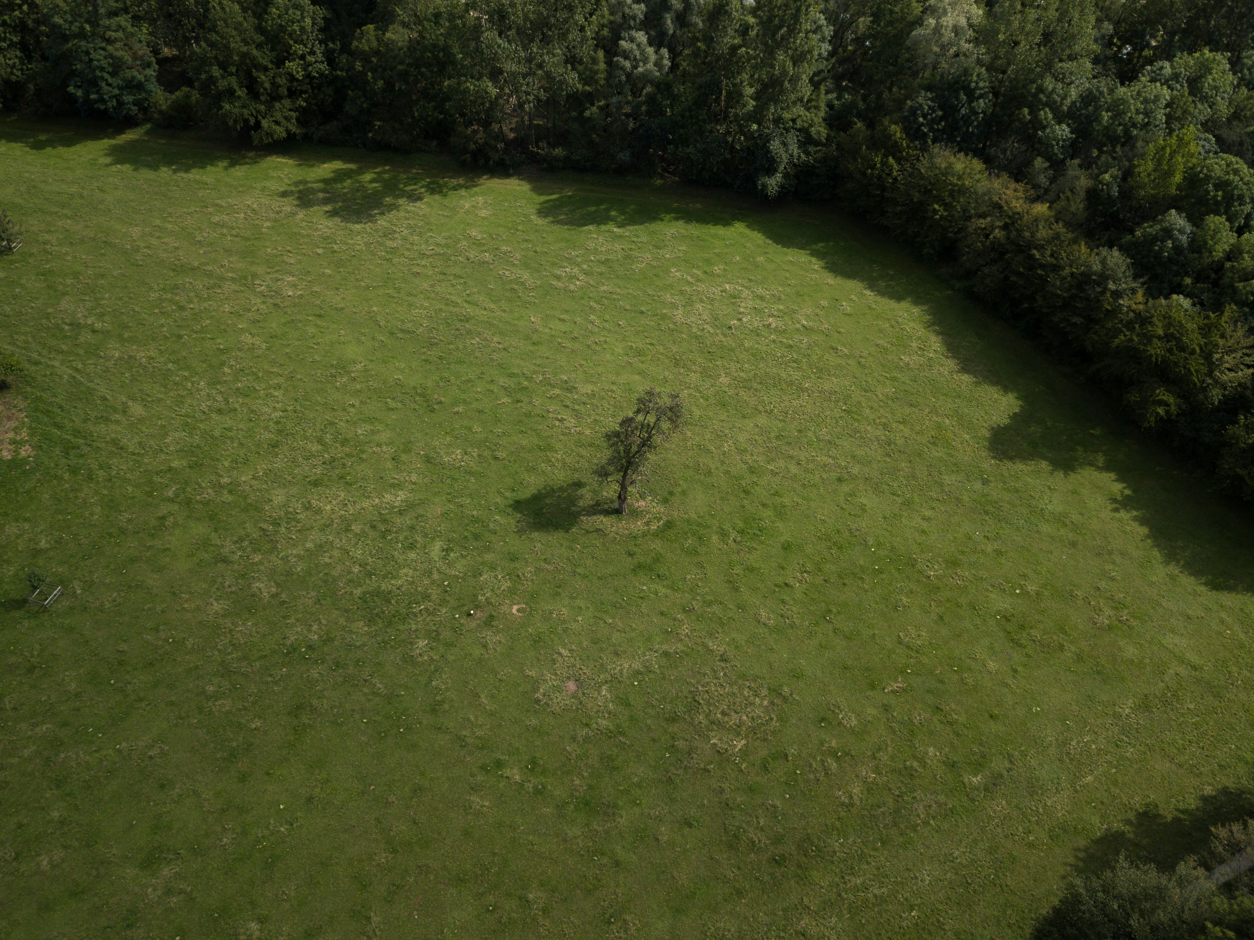 Lone Tree, Quiet Meadow: An Aerial Portrait