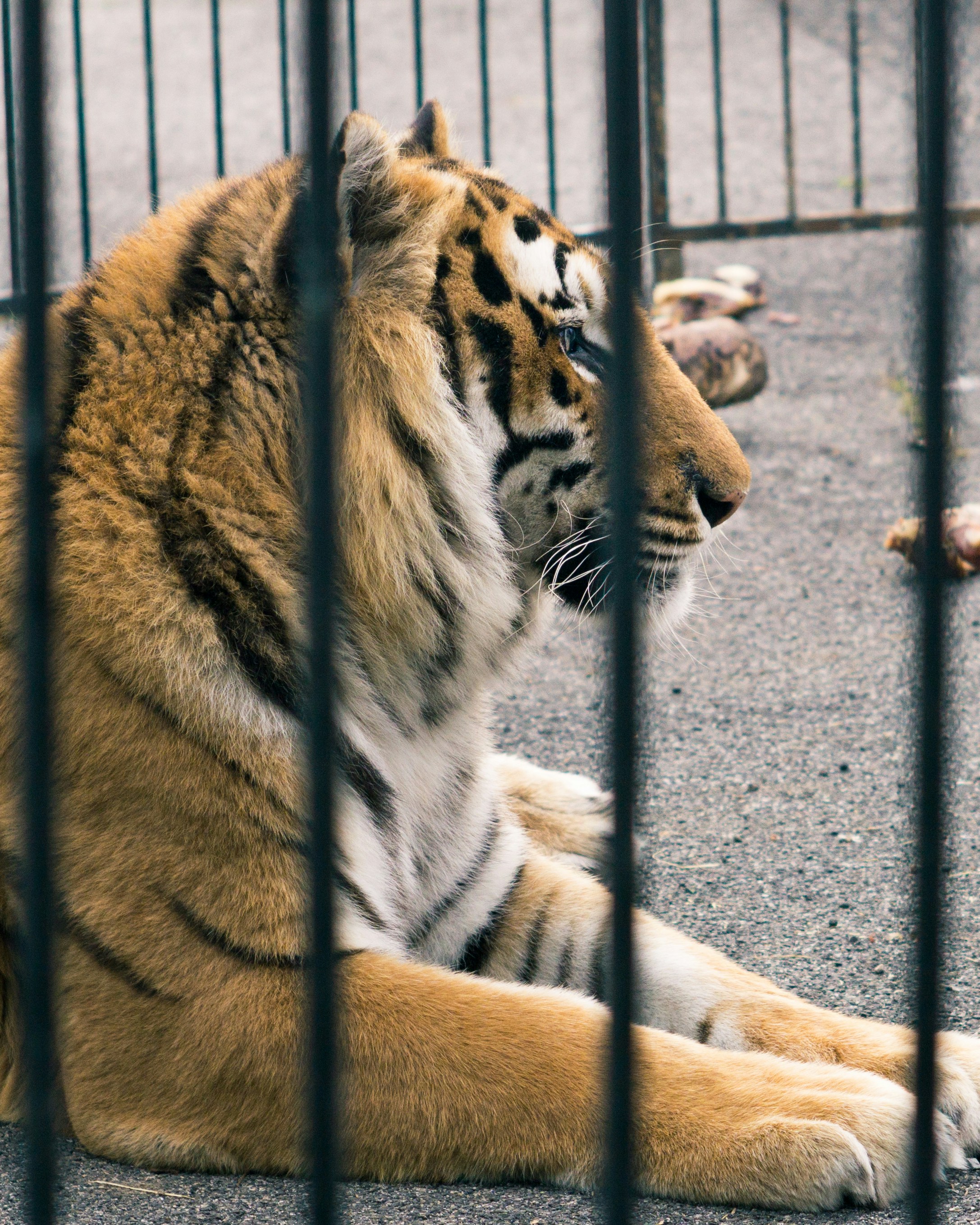 Adult tiger inside cage photo – Free Animal Image on Unsplash