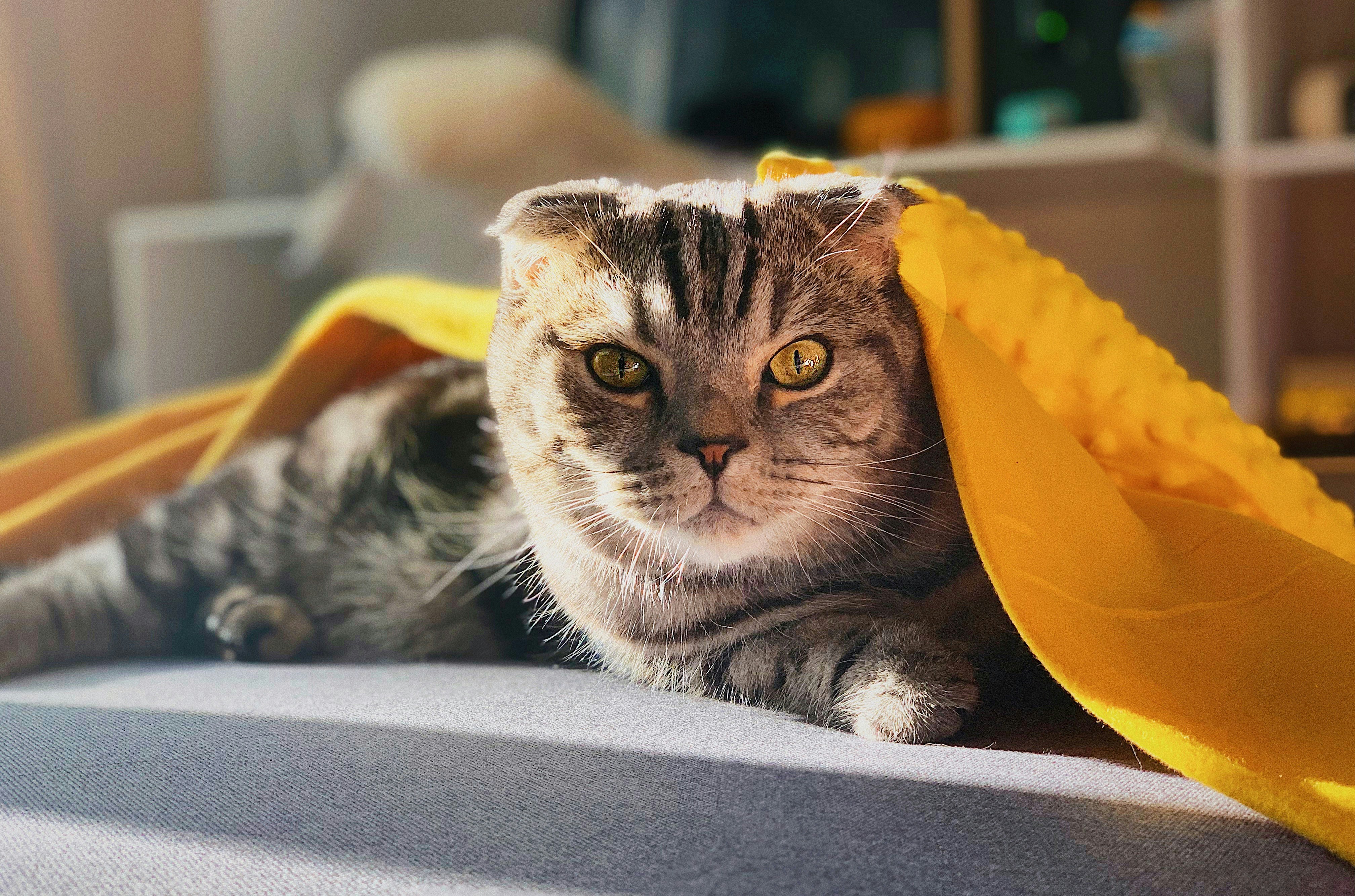 Morning Sir William 