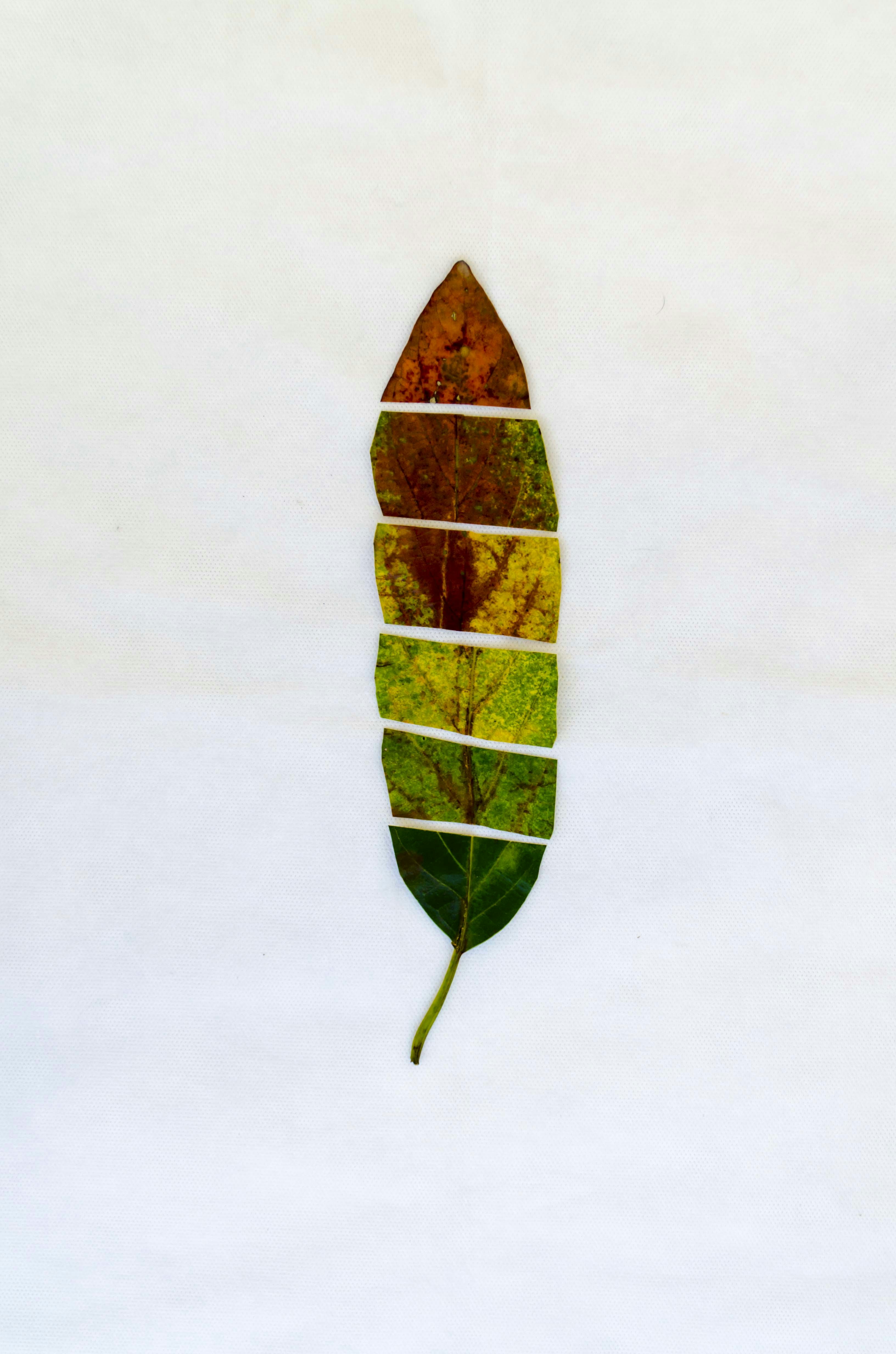 Seven-Segment Leaf: A Vertical Gradient on White