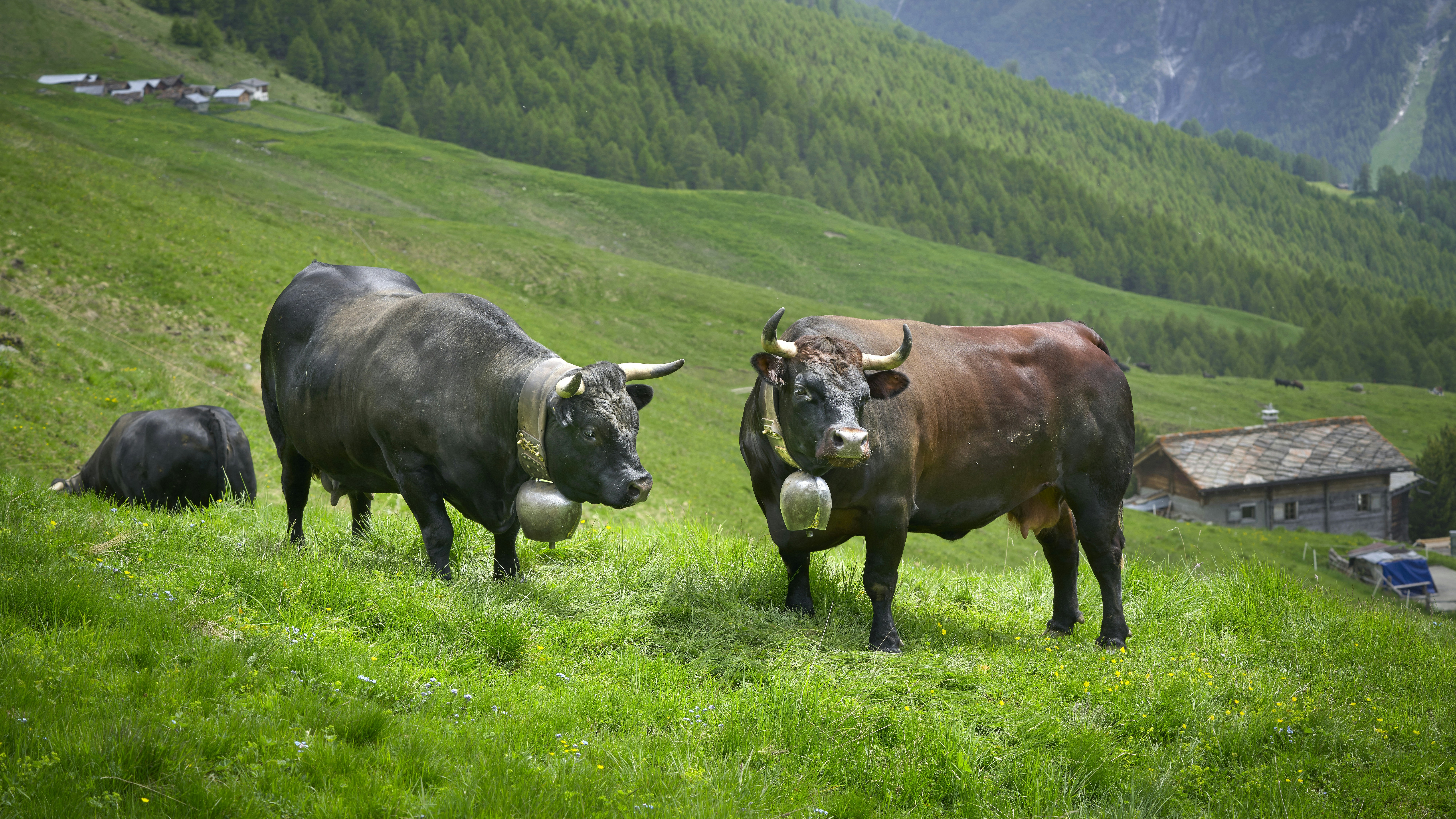Cows from the highlands of Hérens at the Alpage des Lachiores. These cows are a rare species of fighting cows of a very ancient origin. These cows have been preserved across the centuries in a valley in Switzerland called "Val d'Hérens".Xavier von Erlach