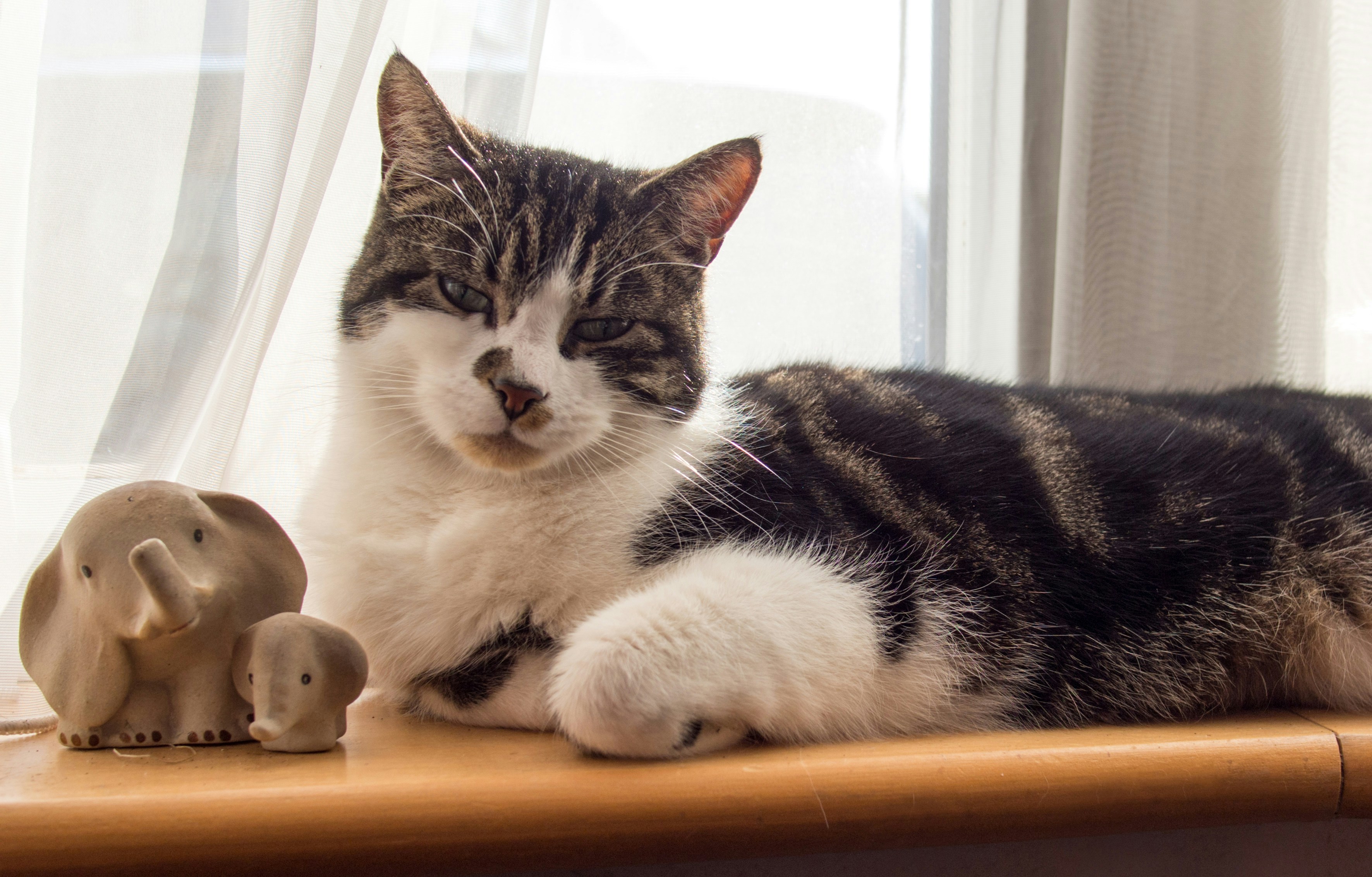 Resting Cat by the Window with Cozy Sculptures