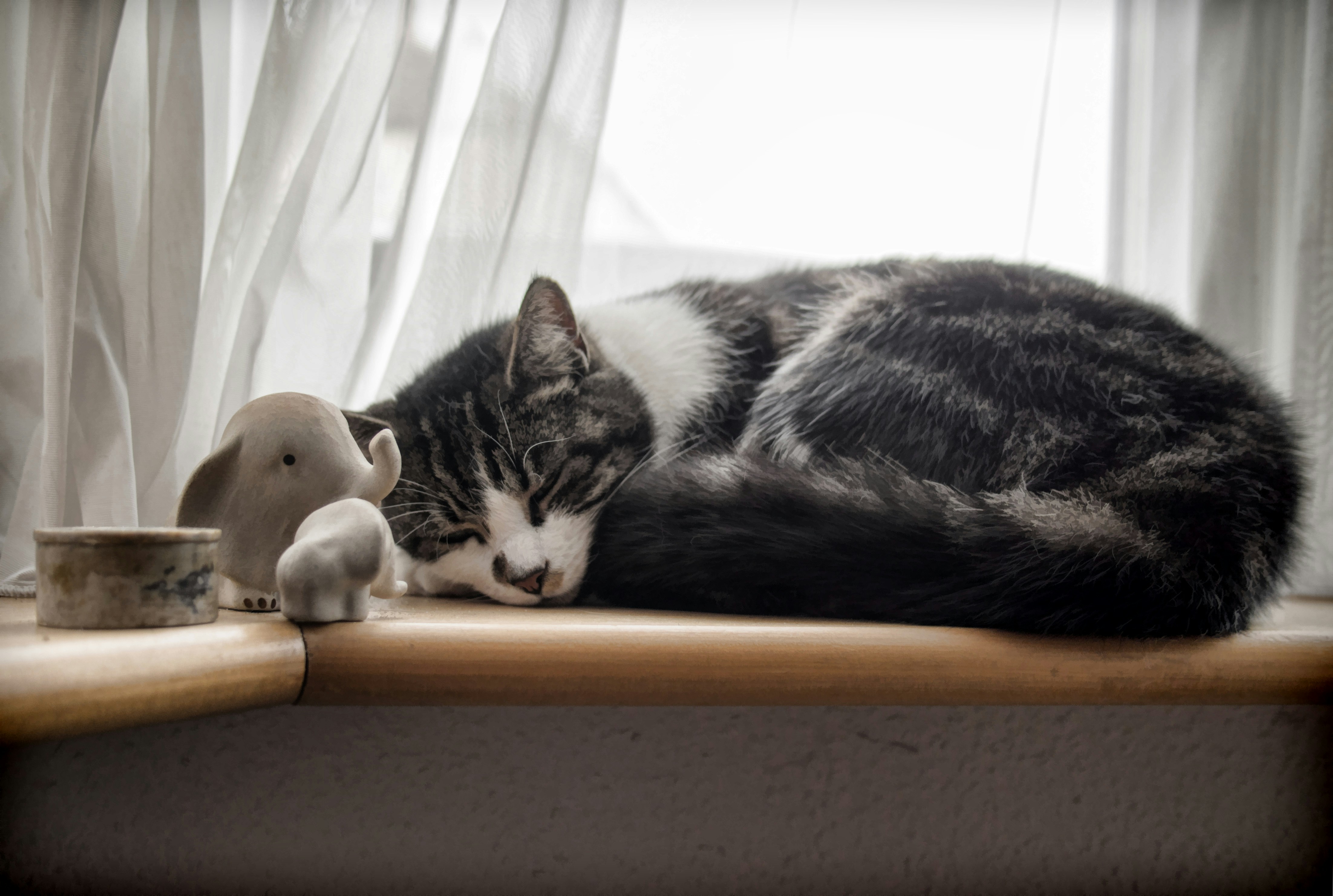 Window-Sill Slumber: A Calm Cat Paused Among Quiet Light and Ceramic Ducks