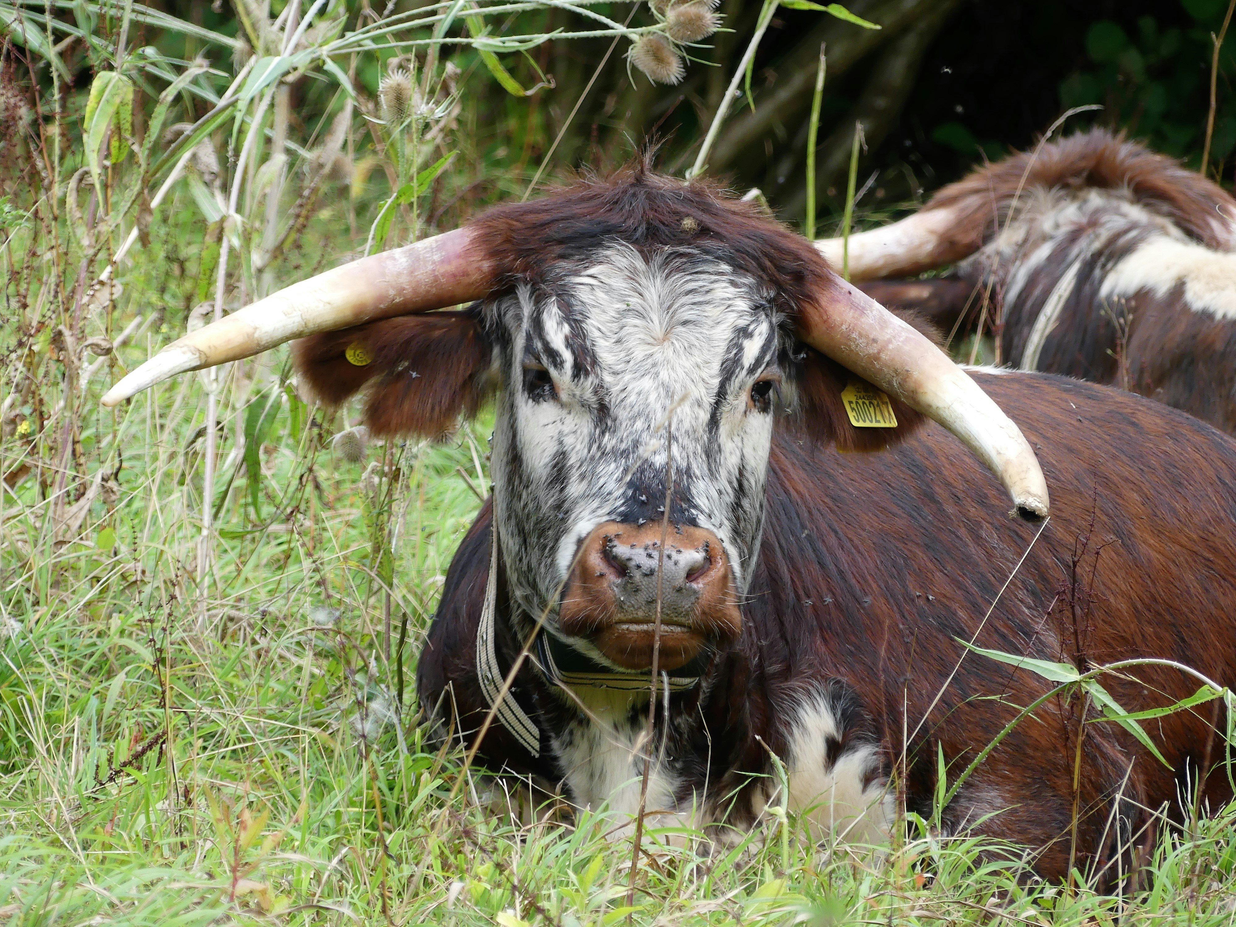 Best Beef Cattle Pictures [HD] | Download Free Images on Unsplash