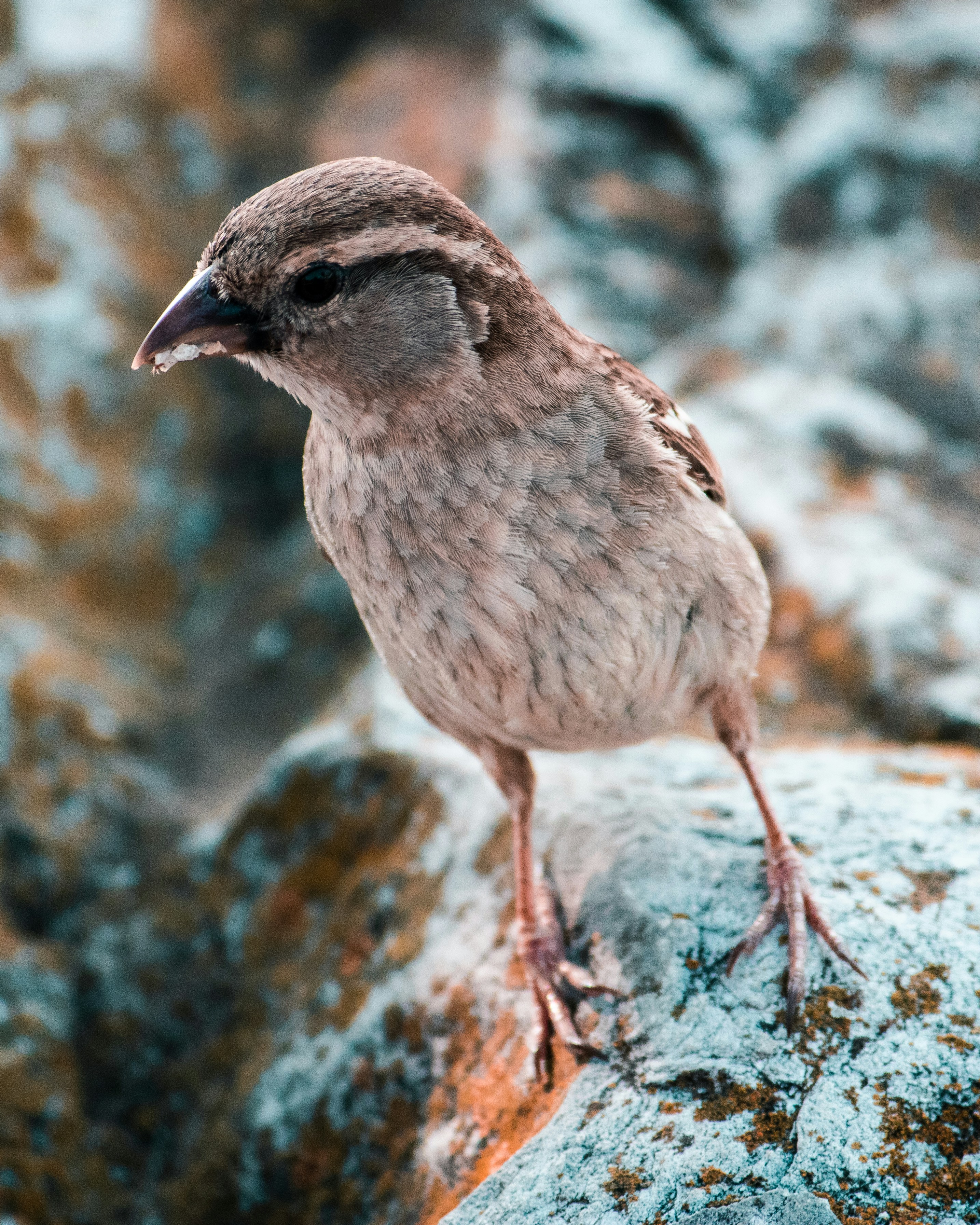 Rockbound Watcher: A Brown Bird Perched on a Lichen-Cloaked Rock
