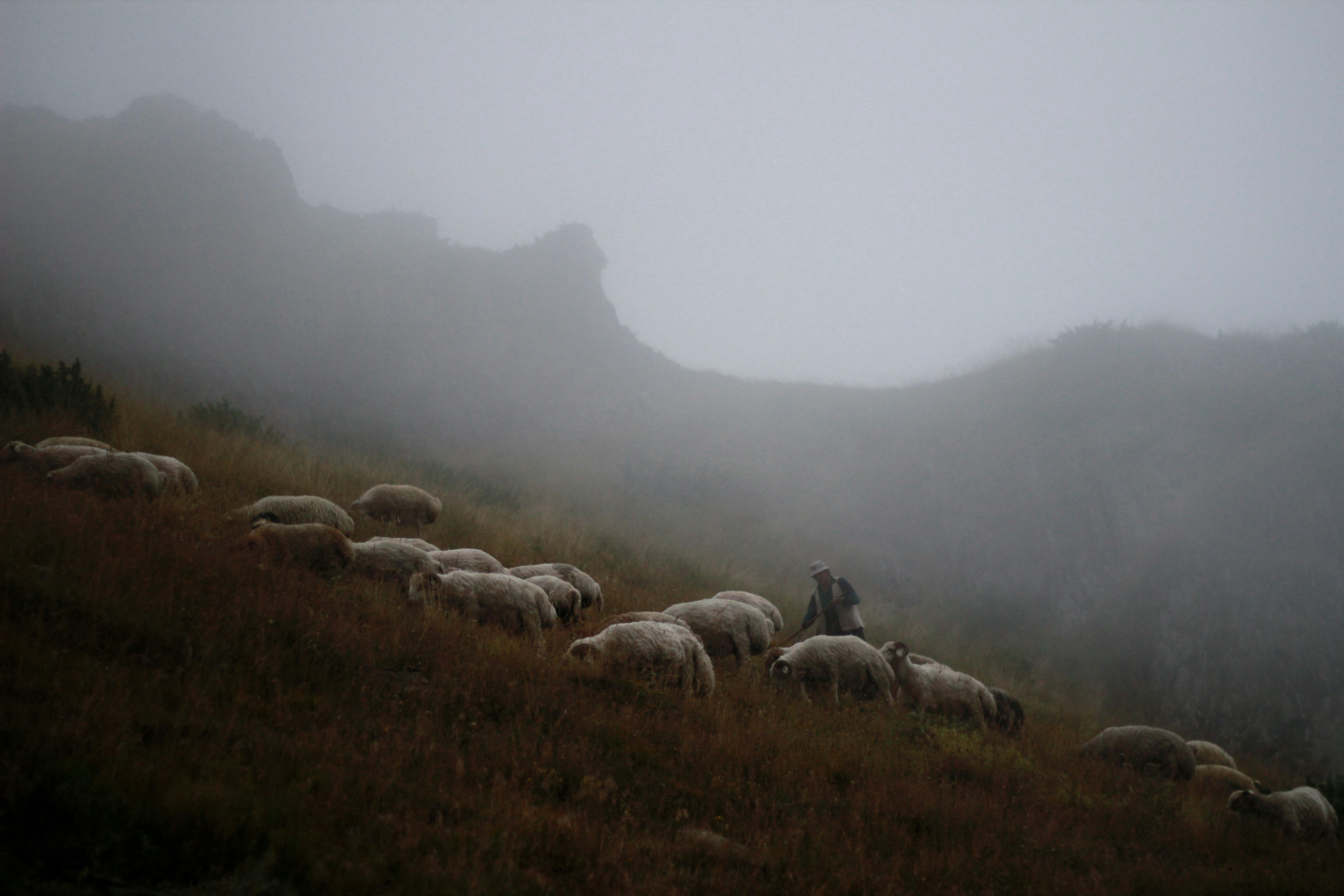 Mistslope: A Lone Shepherd Guiding a Flock Through Fog on the Moor