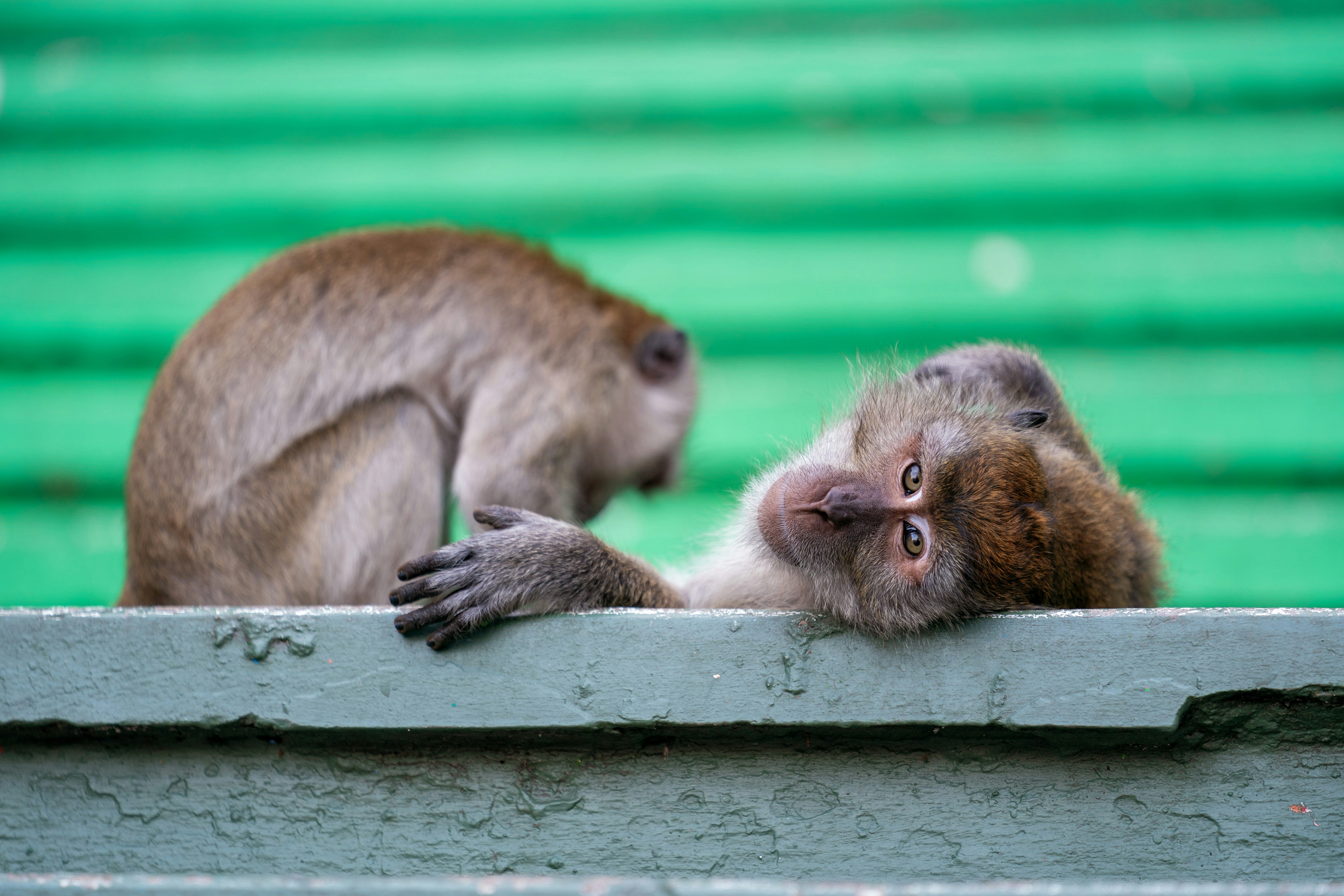 Curious Contortion: A Playful Pair on a Weathered Rail