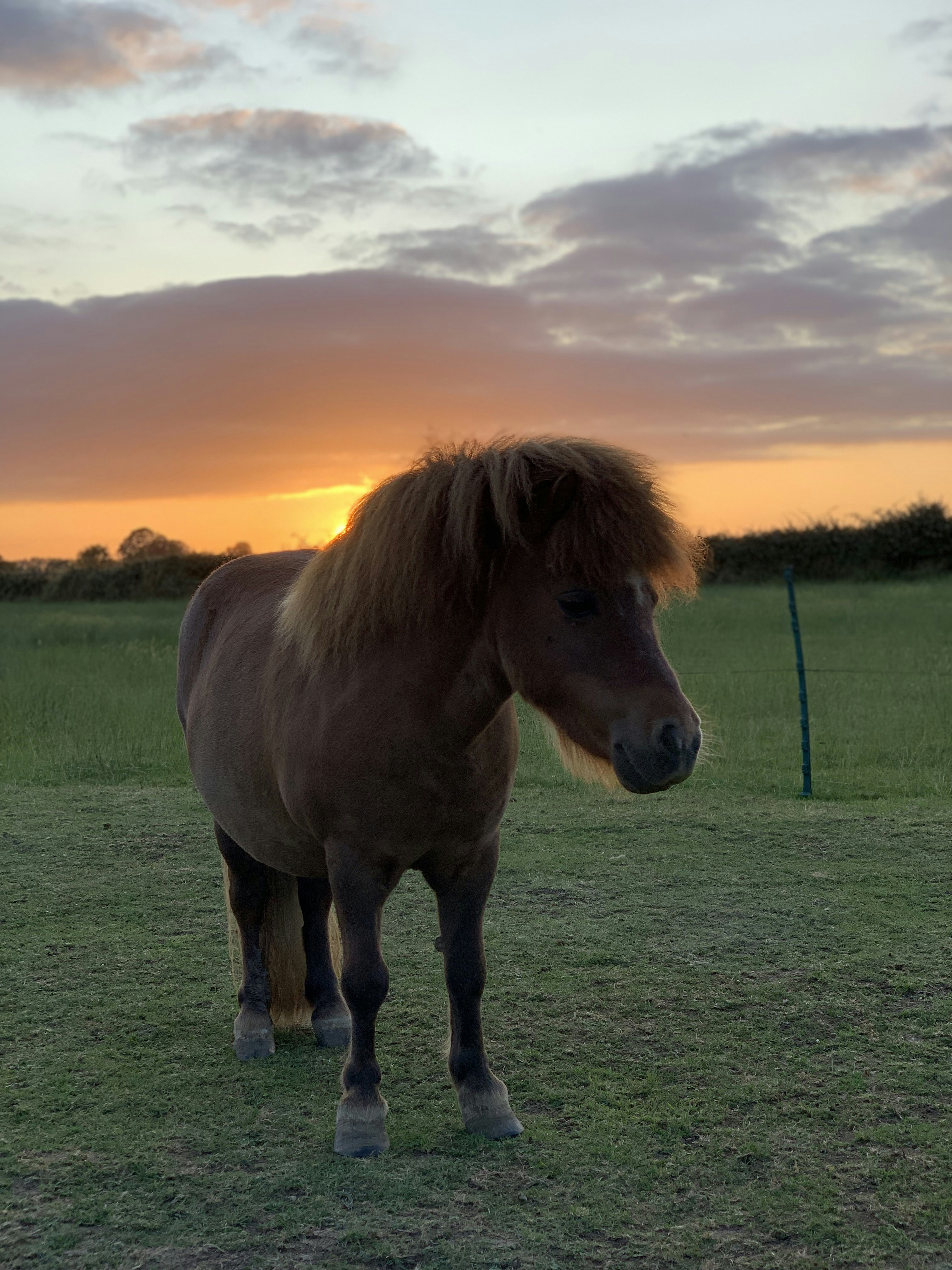 A pony stands gracefully in a lush green field, silhouetted against a vibrant sunset sky filled with soft clouds.