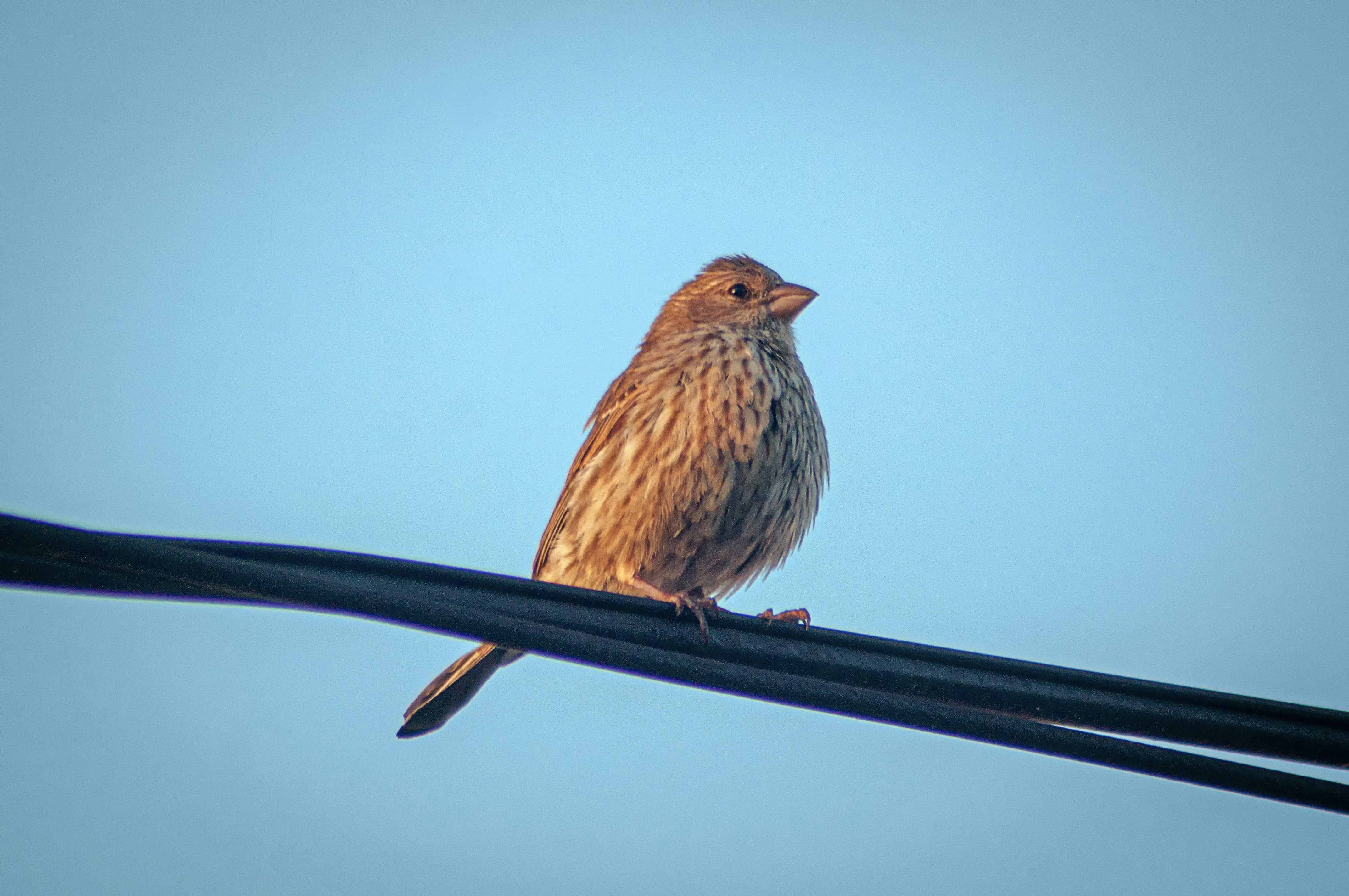 Bird on a wire....