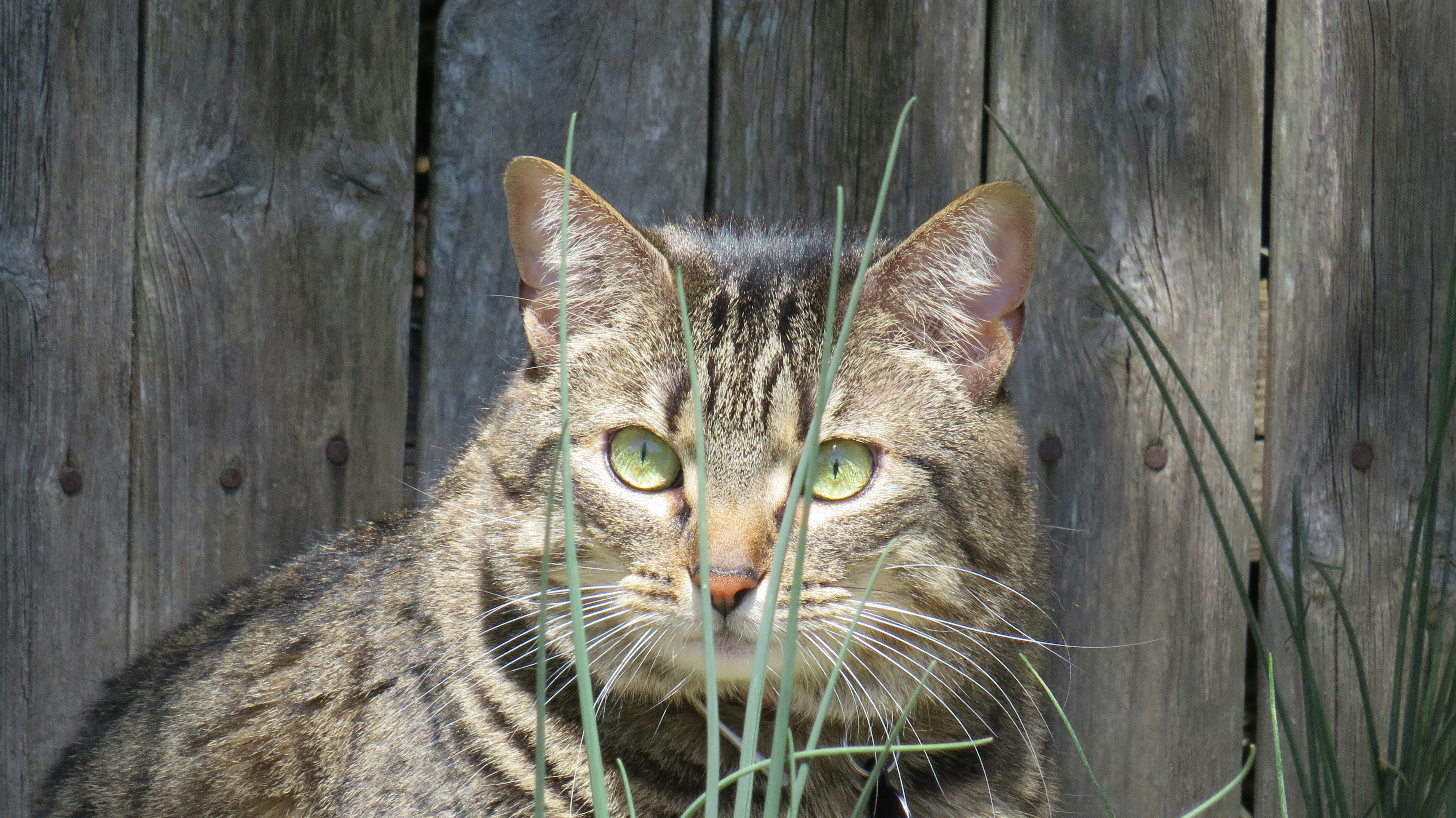 Emerald Gaze Through Weathered Slats: A Tabby Portrait