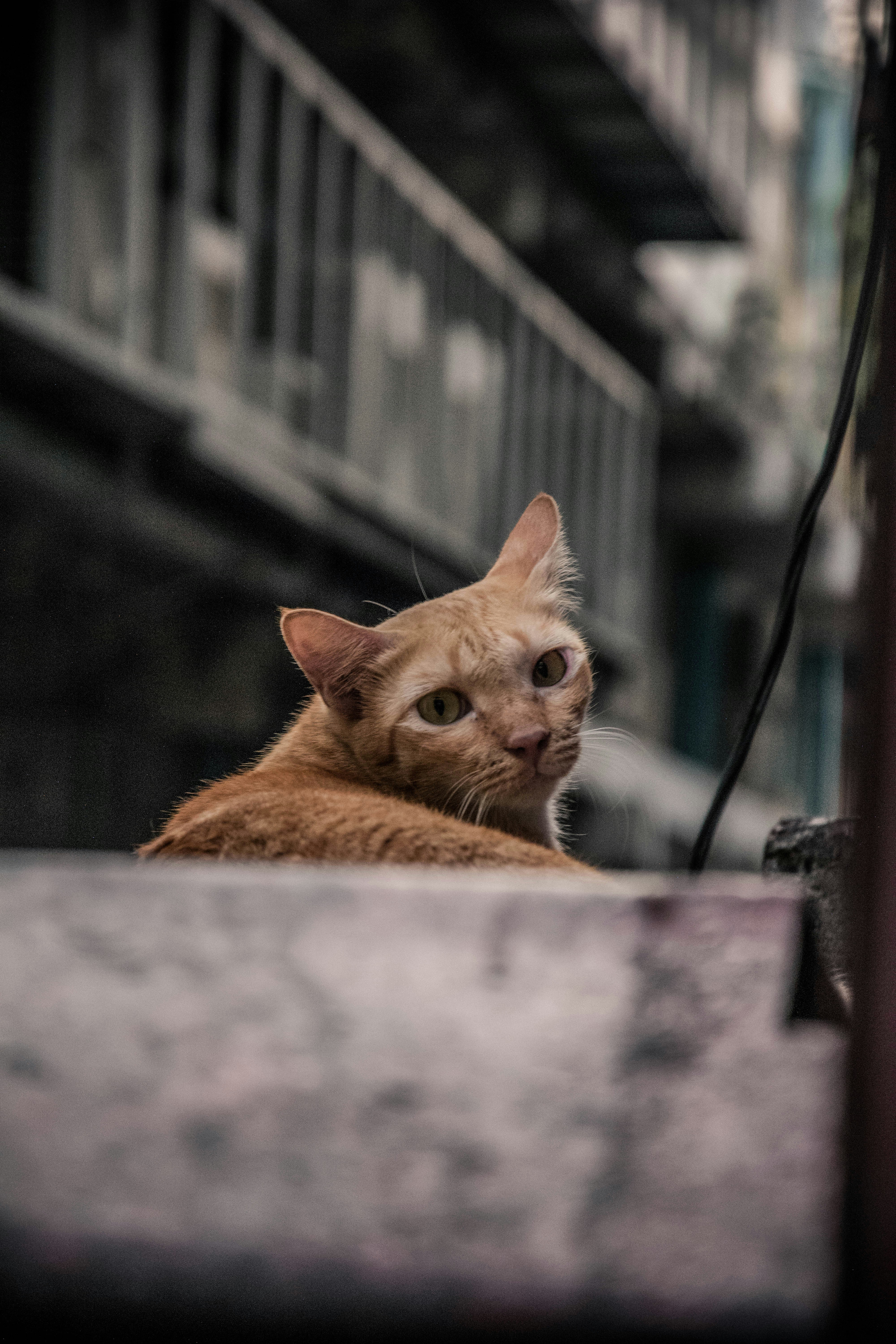 Orange cat lounging on a ledge, gazing curiously at the surroundings in an urban setting.