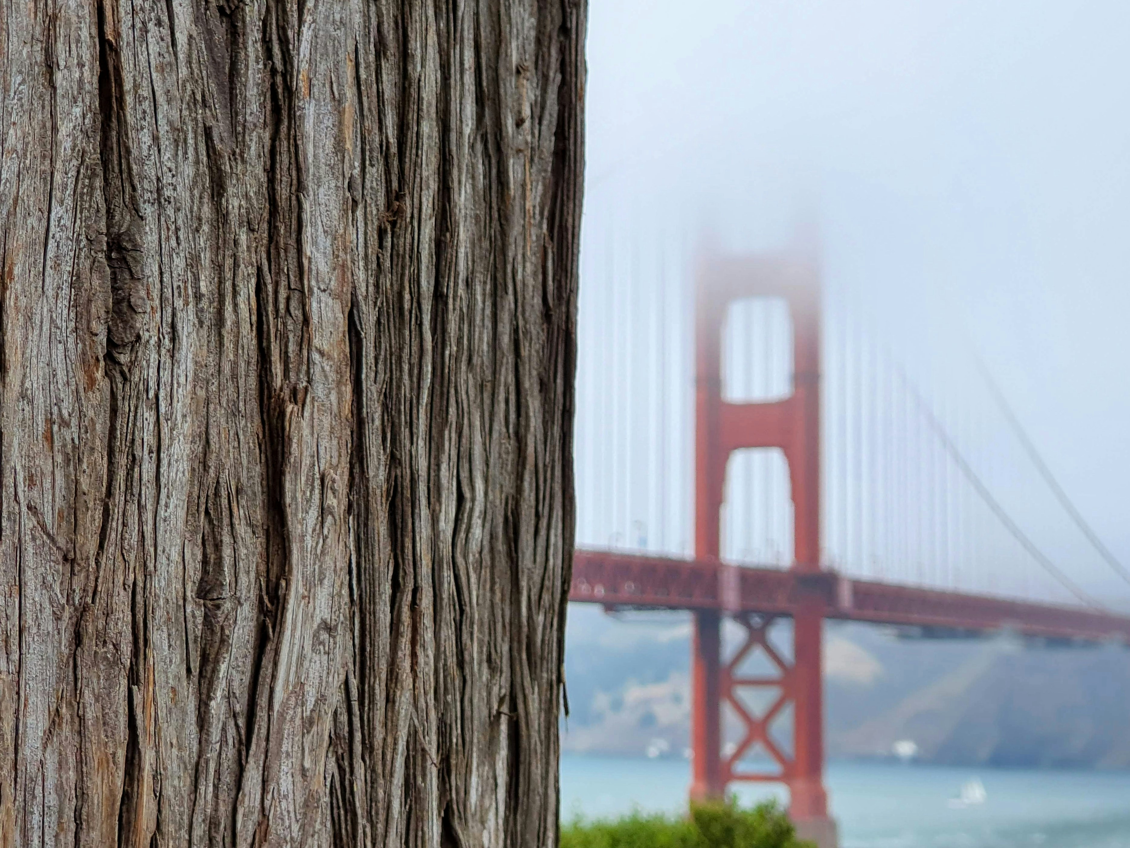 Textured tree trunk in the foreground with the Golden Gate Bridge partially obscured by fog in the background.