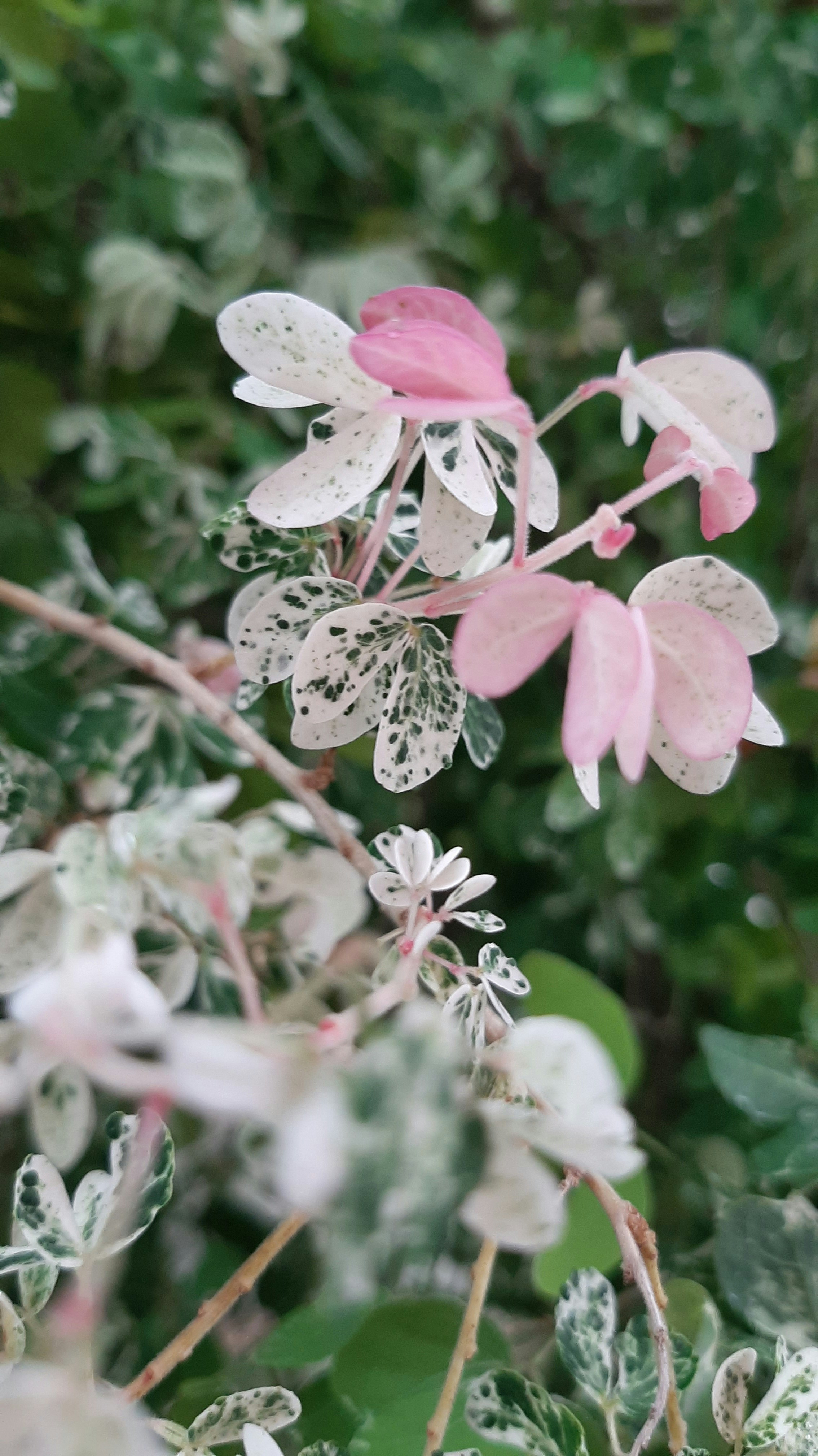 Pink-petaled flowers photo – Free Flower Image on Unsplash