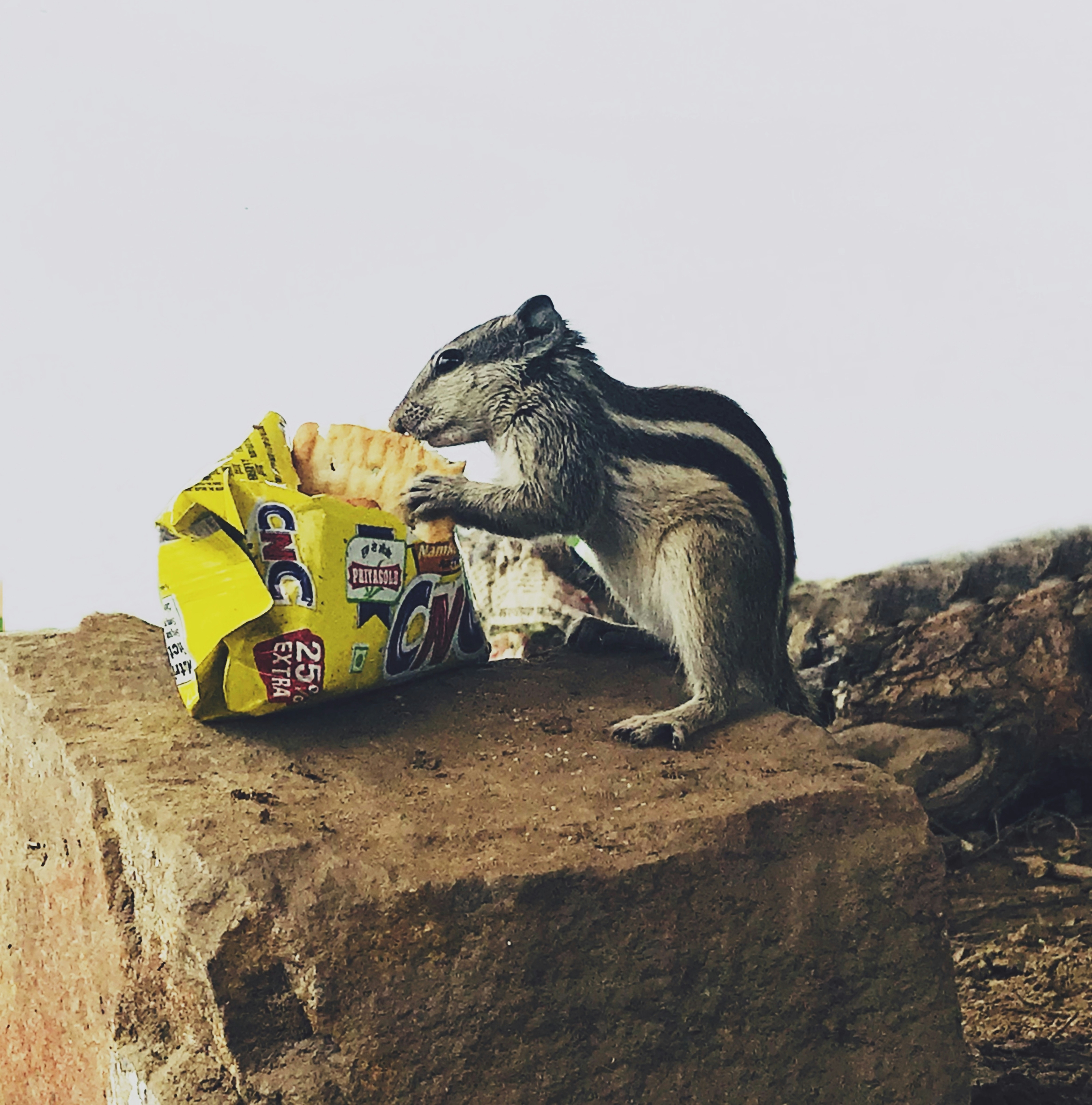 Chipmunk Snack Break on a Sunlit Rock