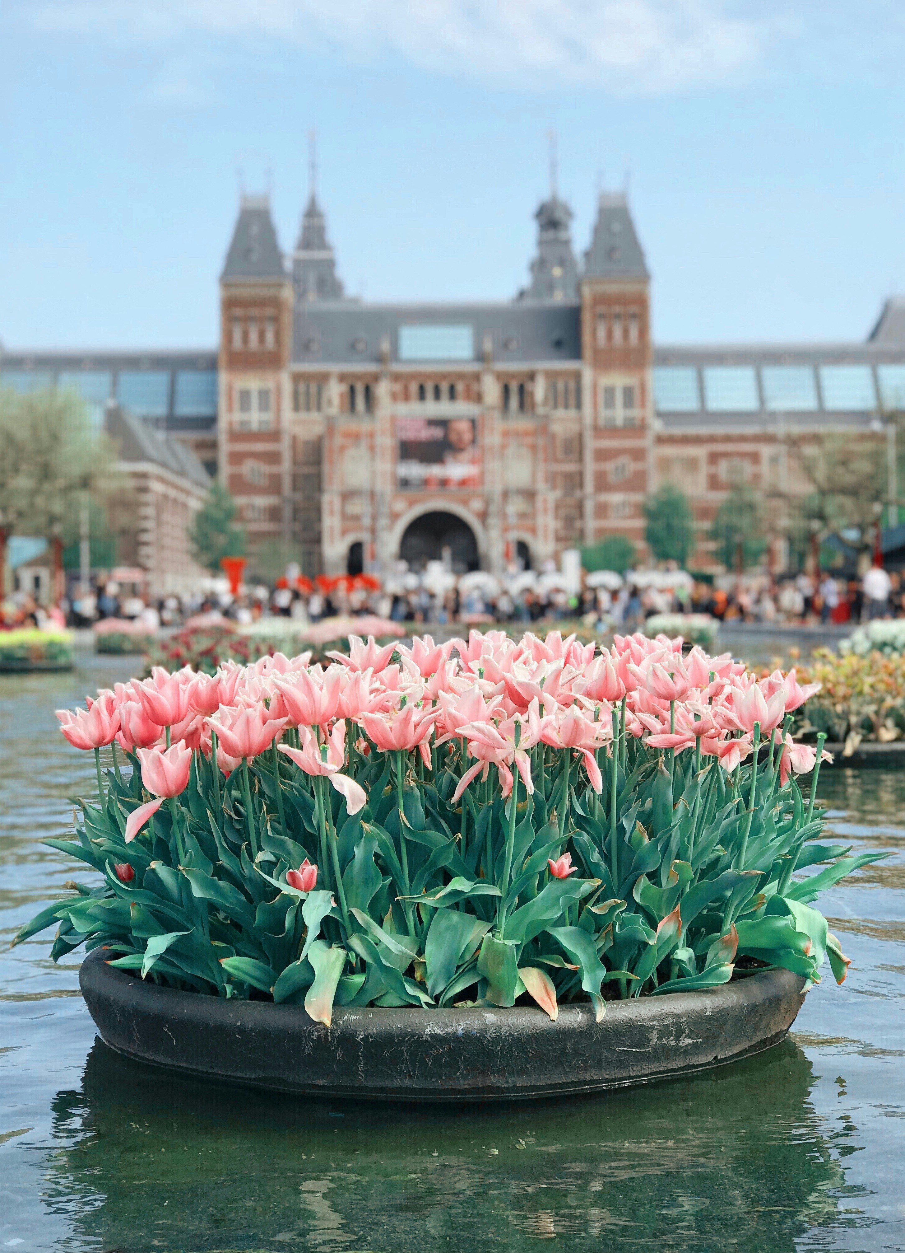 Tulip Ring Over Water: Pink Blooms Framing the Rijksmuseum Courtyard